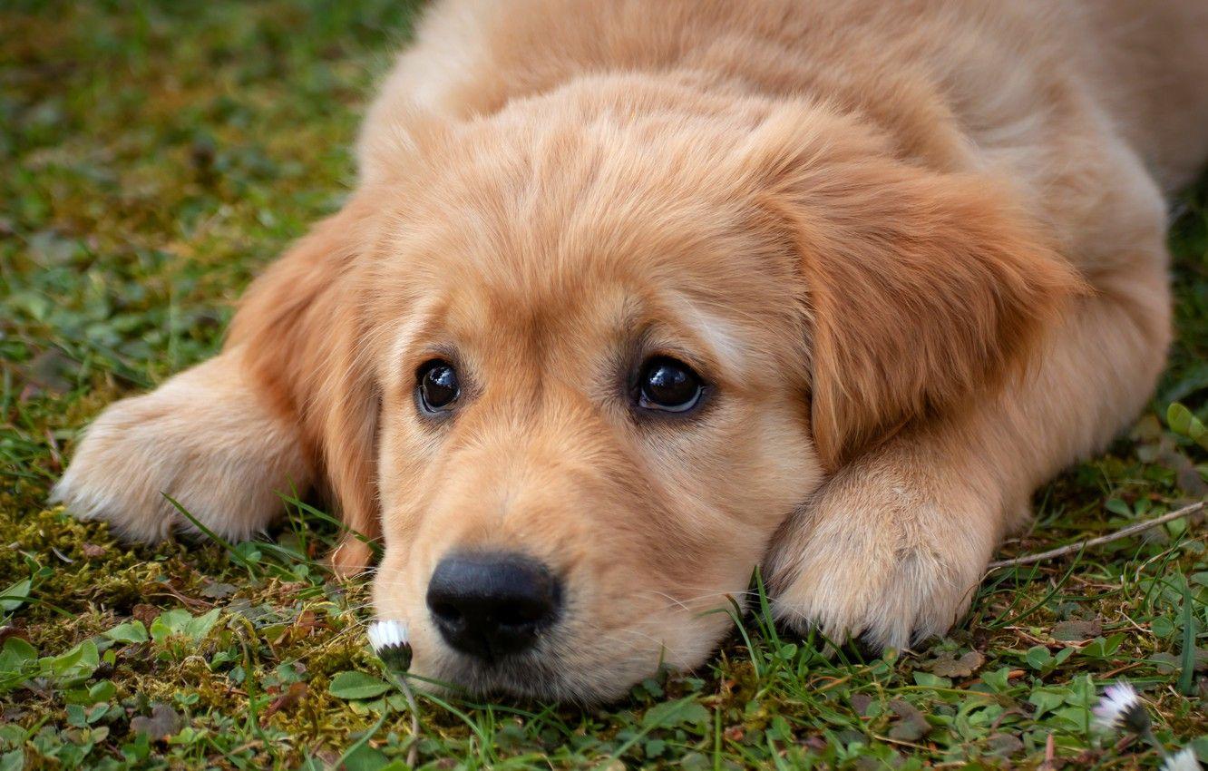 Sad Animal Faces Wallpapers - Top Free Sad Animal Faces Backgrounds ...