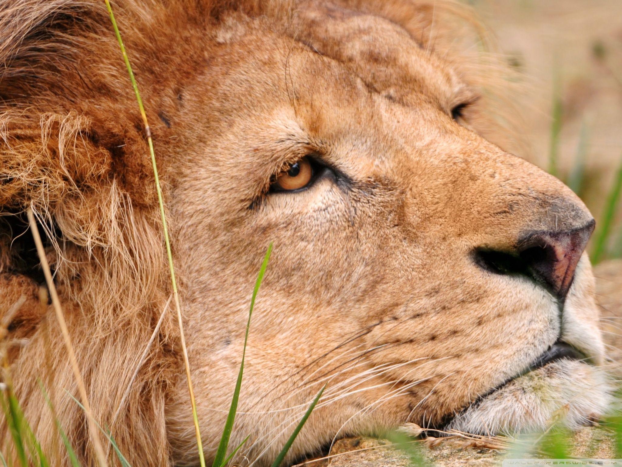 Sad Animal Faces Wallpapers - Top Free Sad Animal Faces Backgrounds ...