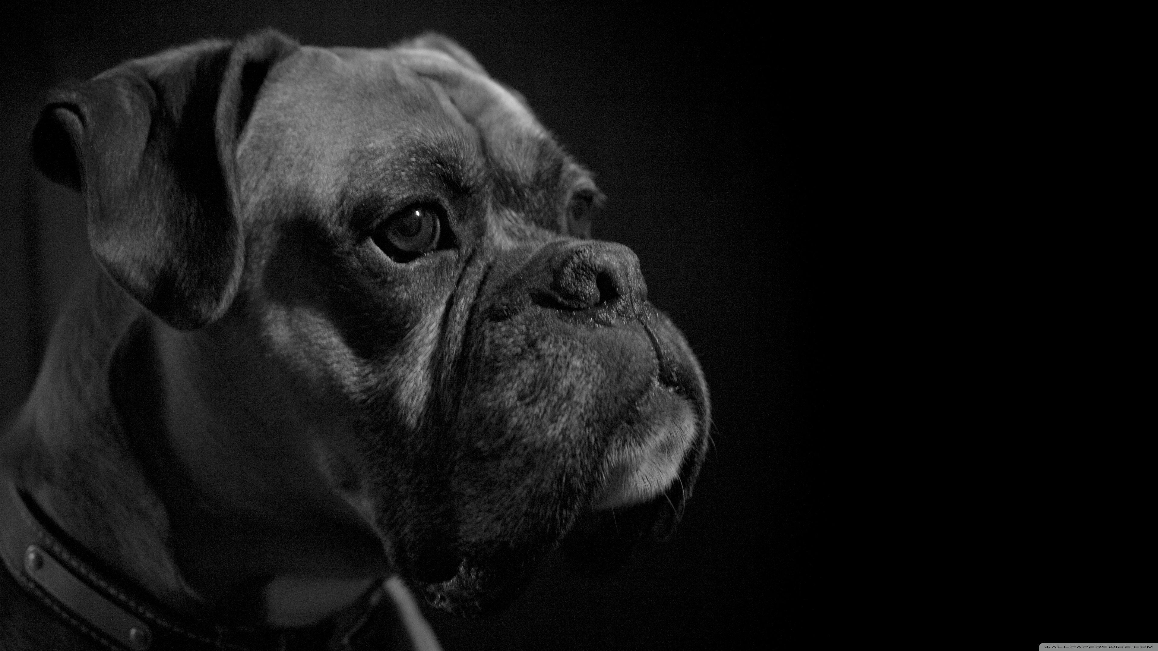 Boxing 4K Wallpapers - Top Free Boxing 4K Backgrounds - WallpaperAccess