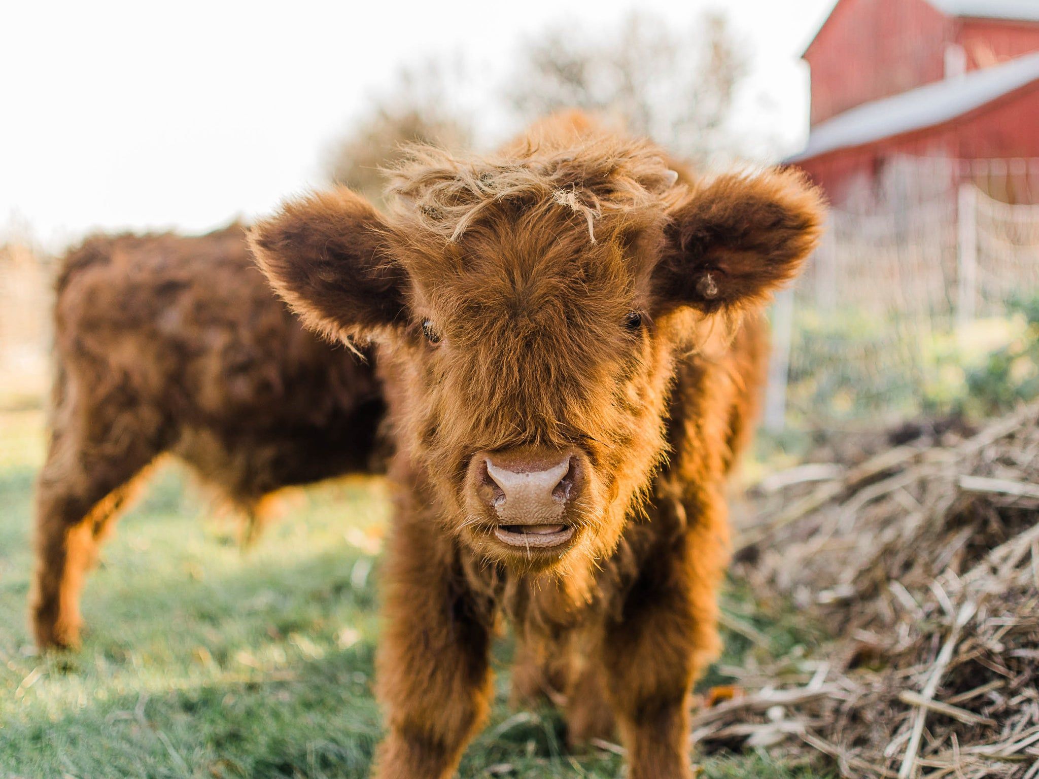 Baby Highland Cow Wallpapers - Top Free Baby Highland Cow Backgrounds ...