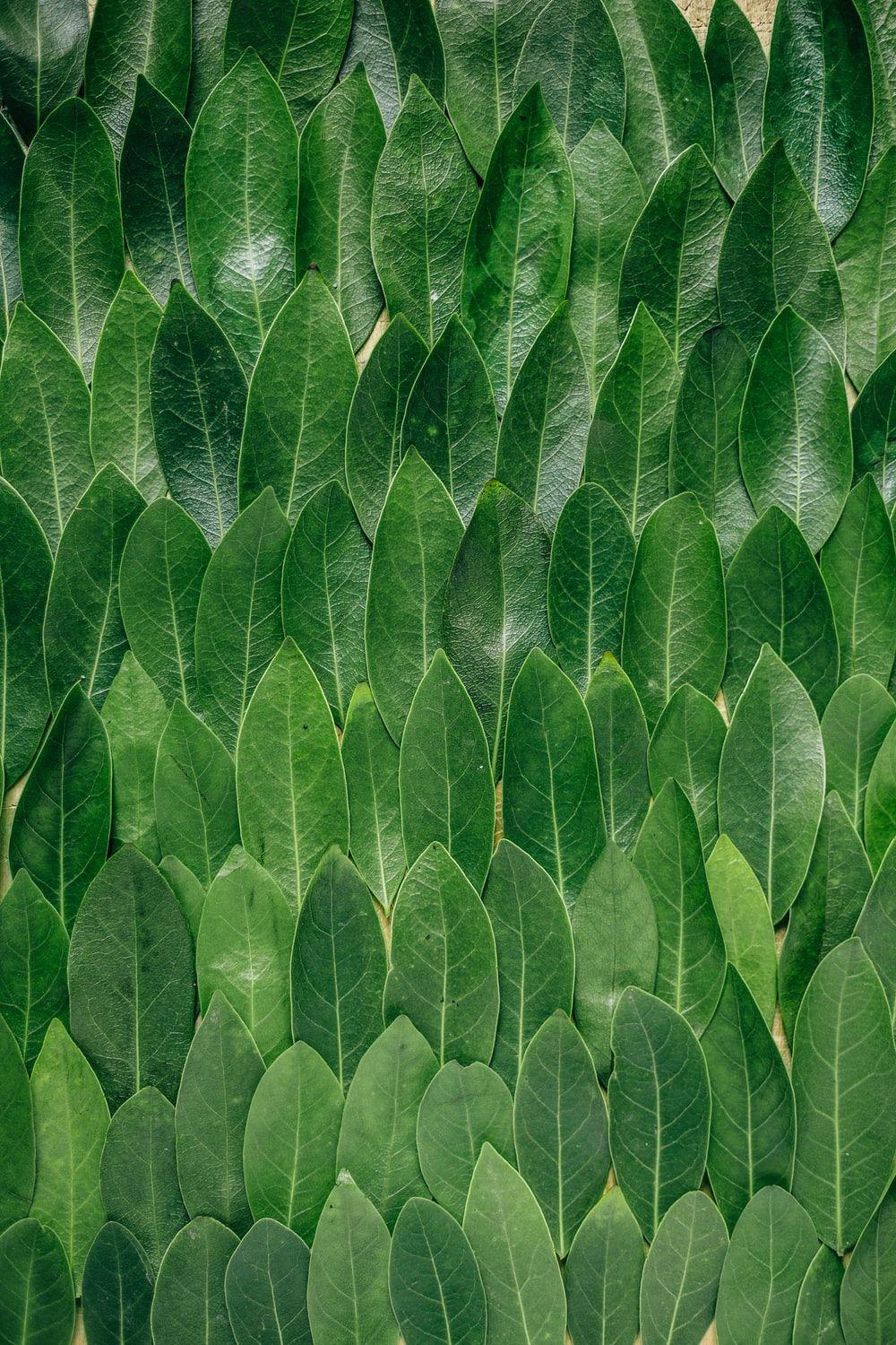 Leaves Texture Wallpapers - Top Free Leaves Texture Backgrounds ...