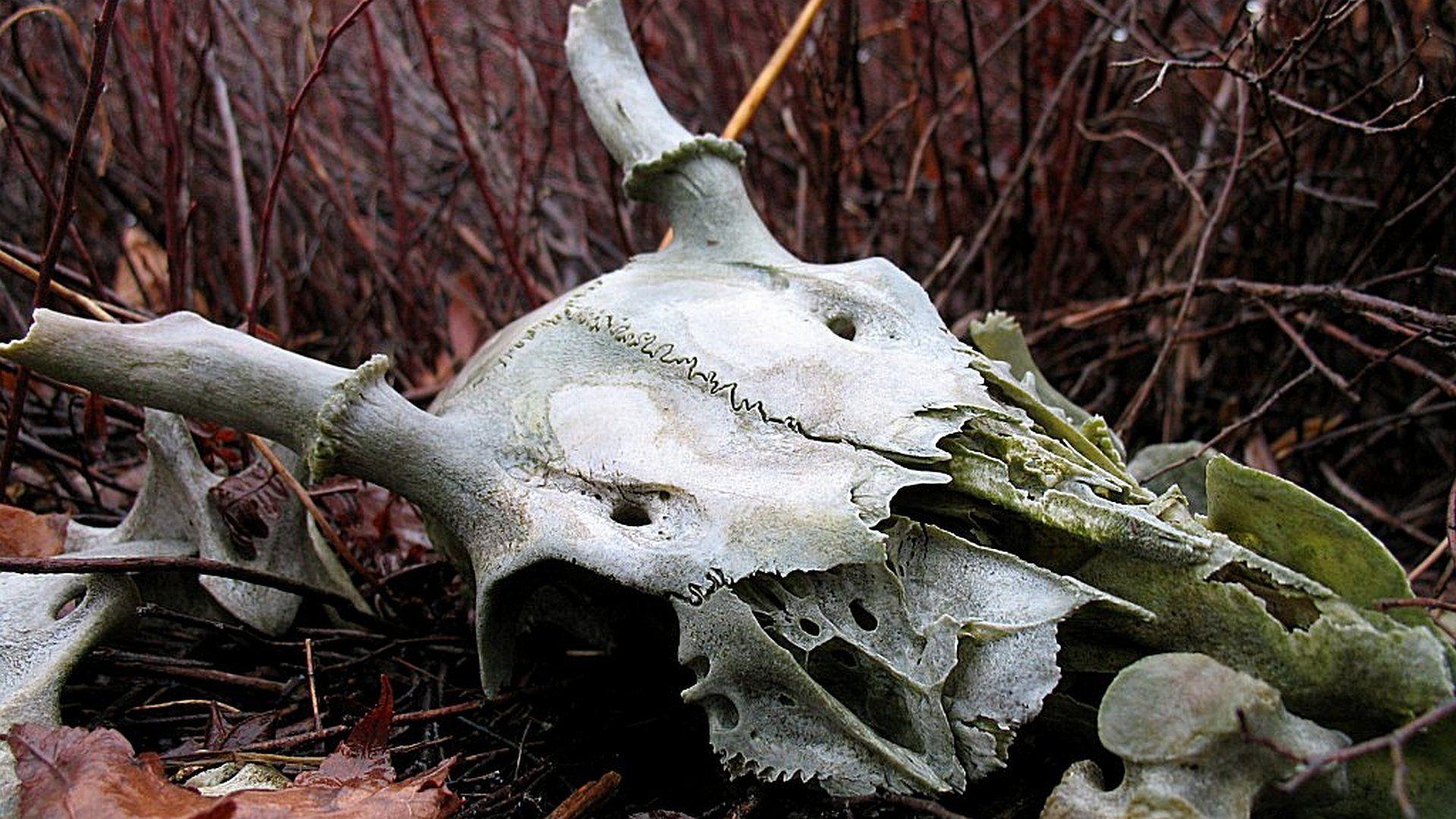 Animal Skull Wallpapers - Top Free Animal Skull Backgrounds ...