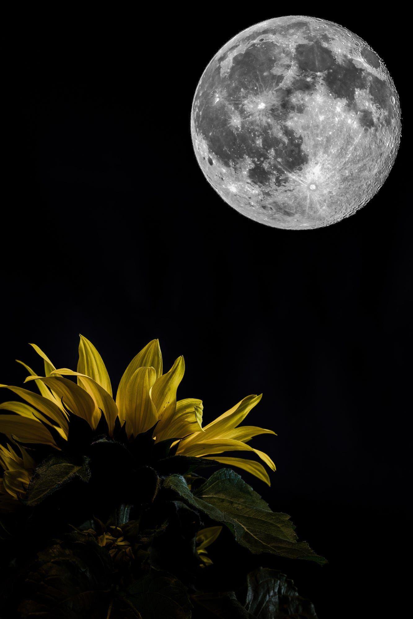 Night Sunflower Wallpapers - Top Free Night Sunflower Backgrounds ...