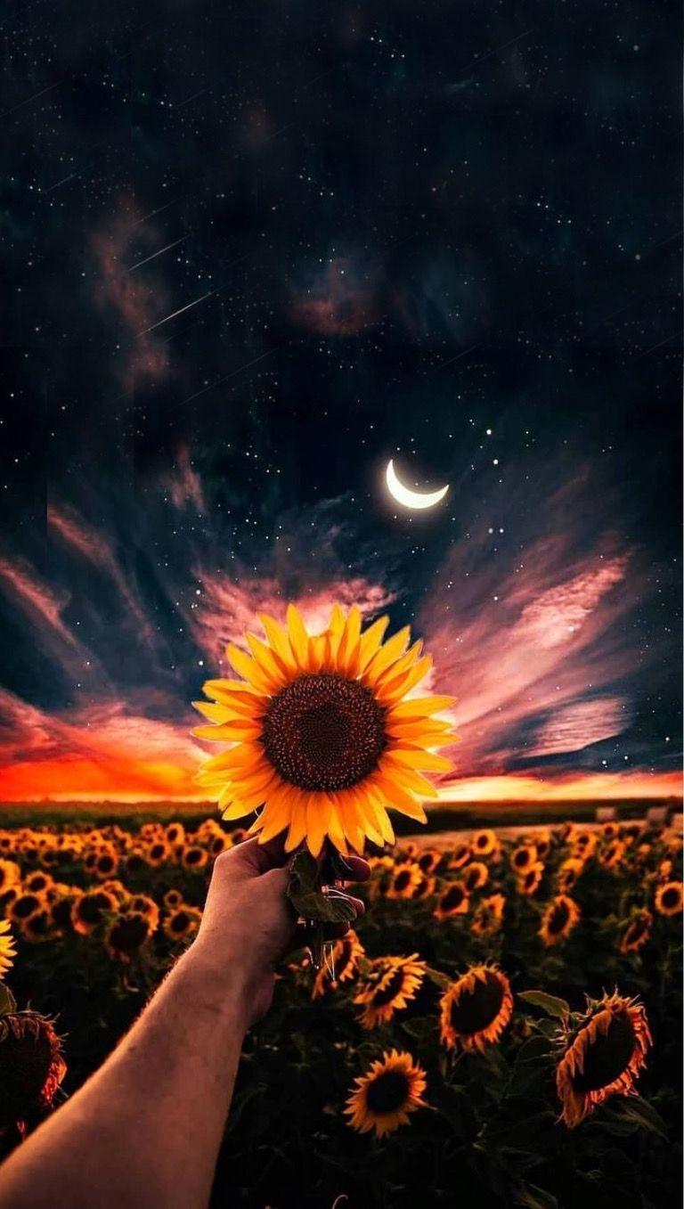 Night Sunflower Wallpapers - Top Free Night Sunflower Backgrounds ...