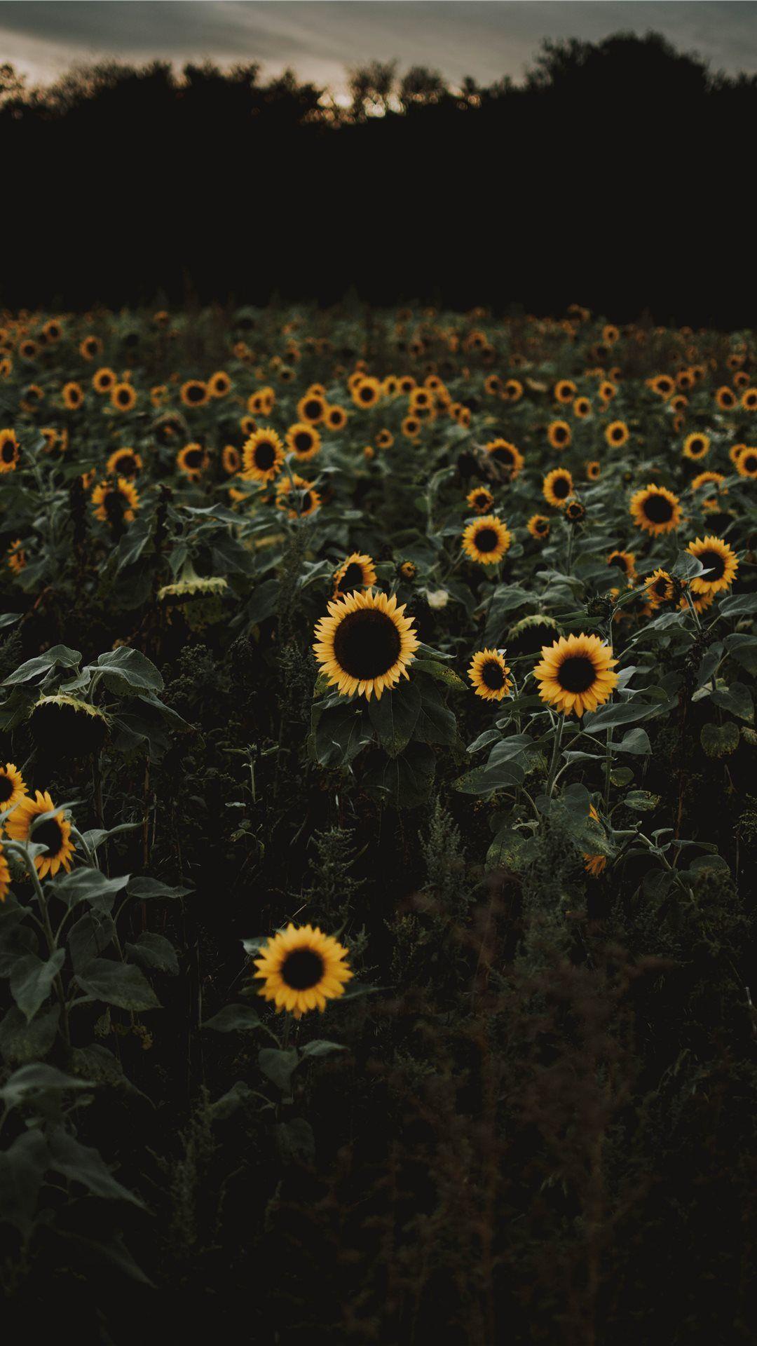 Night Sunflower Wallpapers - Top Free Night Sunflower Backgrounds ...