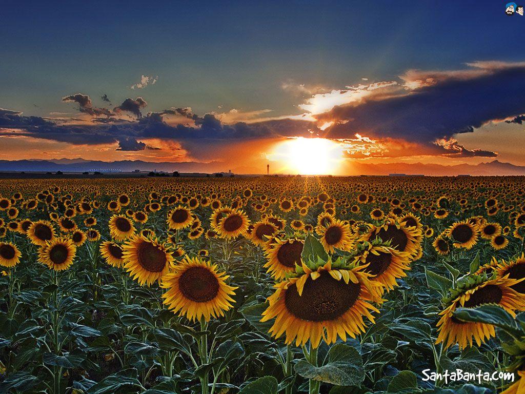 Night Sunflower Wallpapers - Top Free Night Sunflower Backgrounds ...