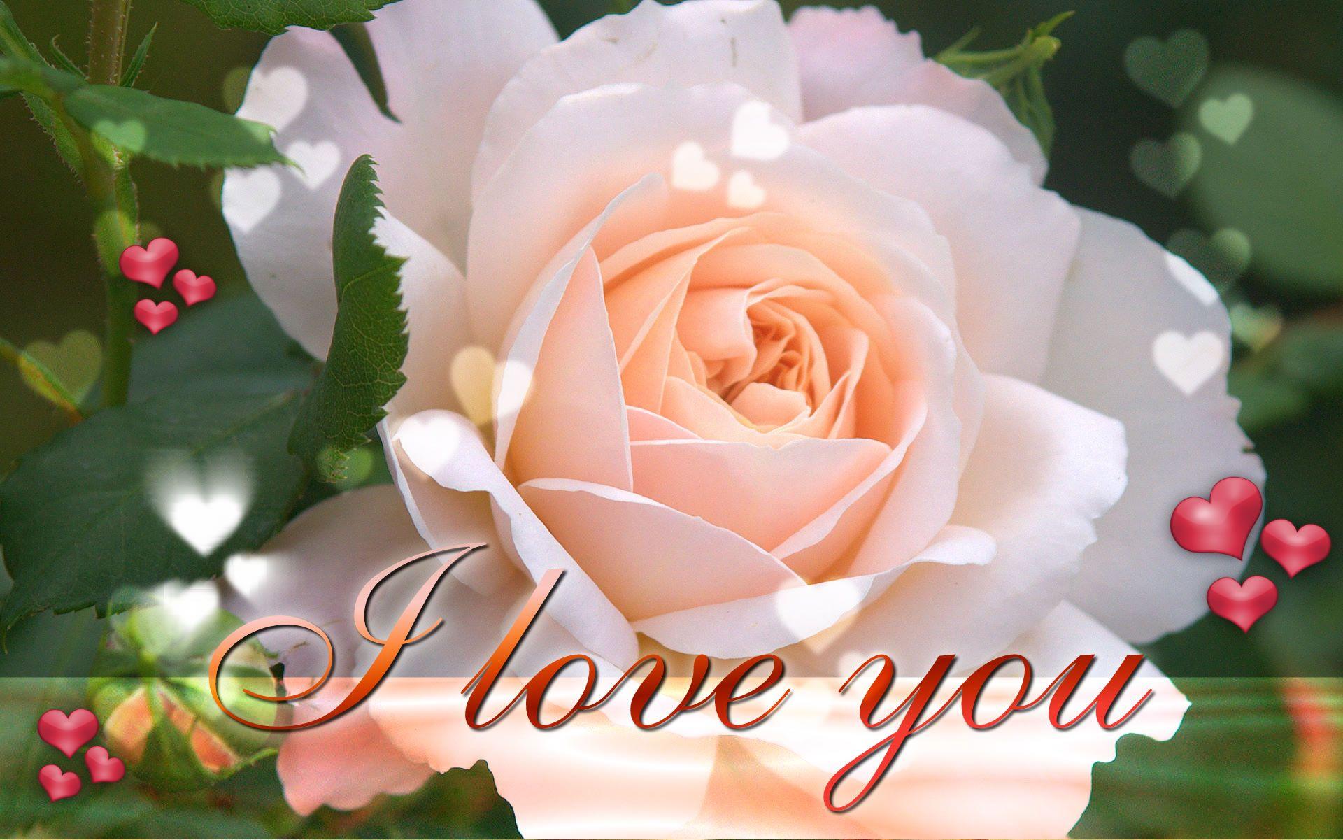 Emo Roses Wallpapers - Top Free Emo Roses Backgrounds - WallpaperAccess