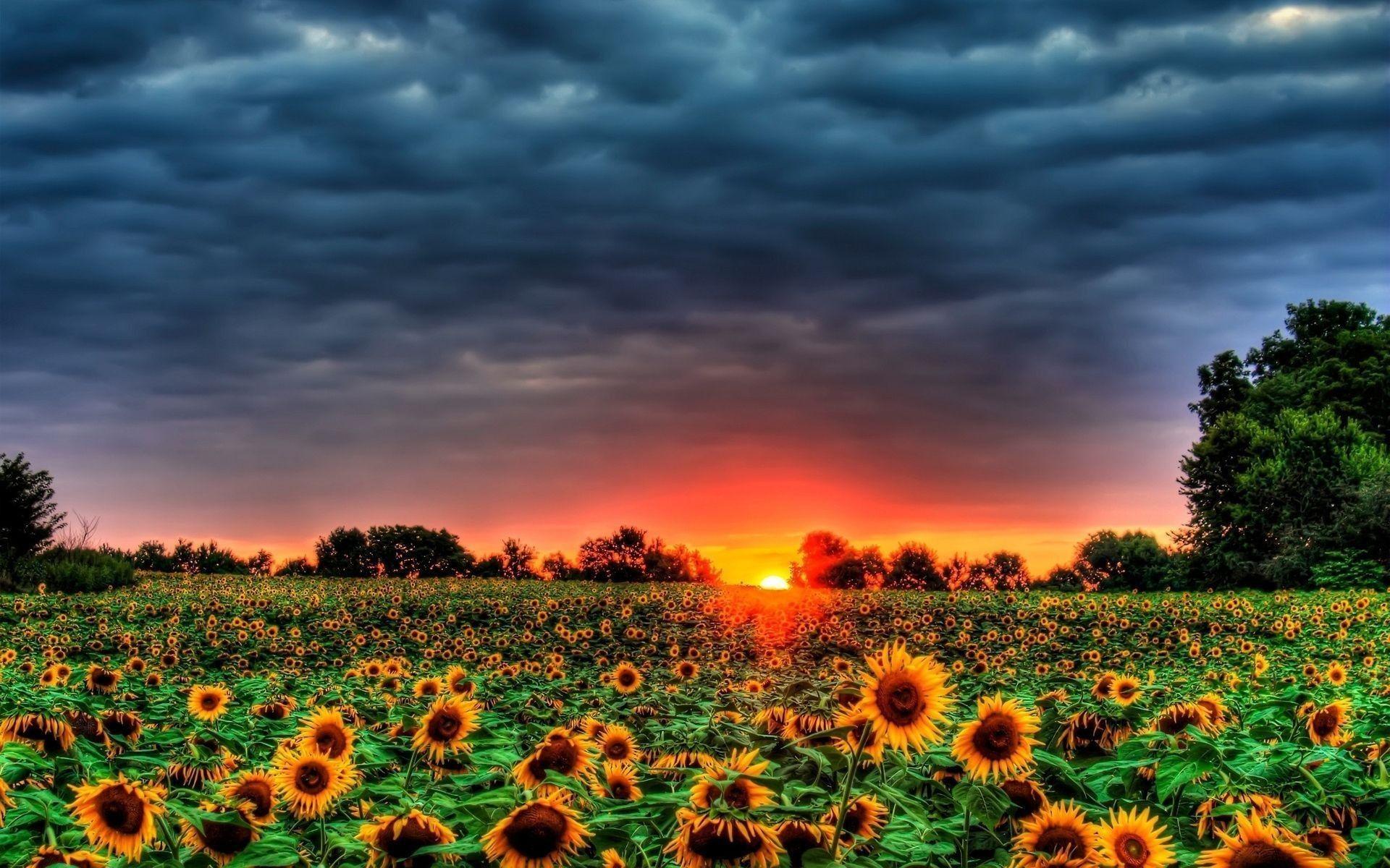 Night Sunflower Wallpapers - Top Free Night Sunflower Backgrounds ...