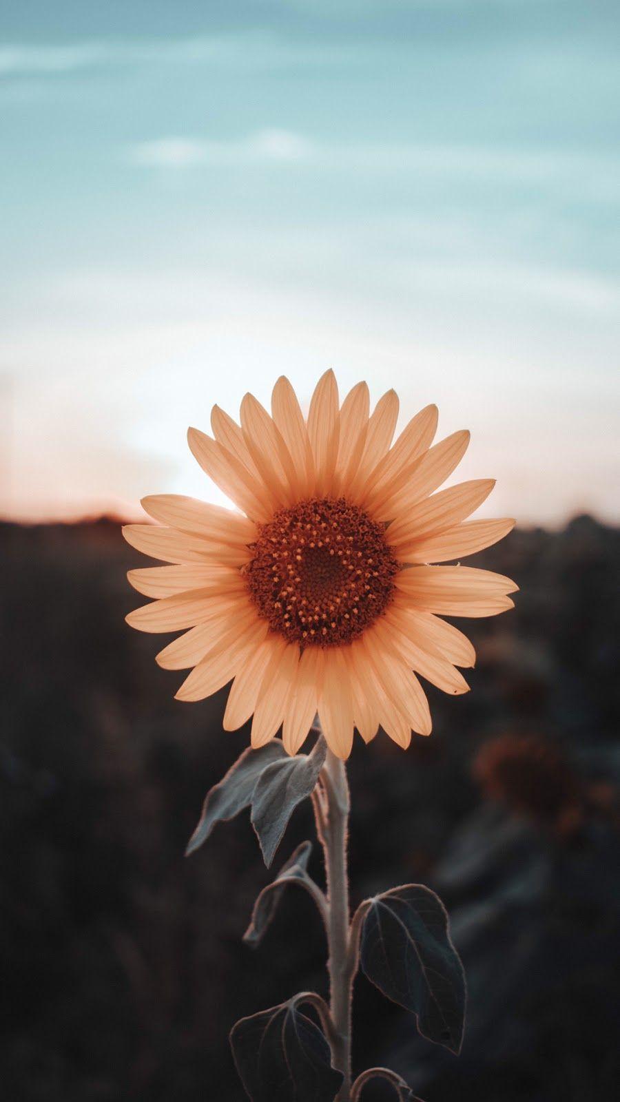 Night Sunflower Wallpapers - Top Free Night Sunflower Backgrounds ...