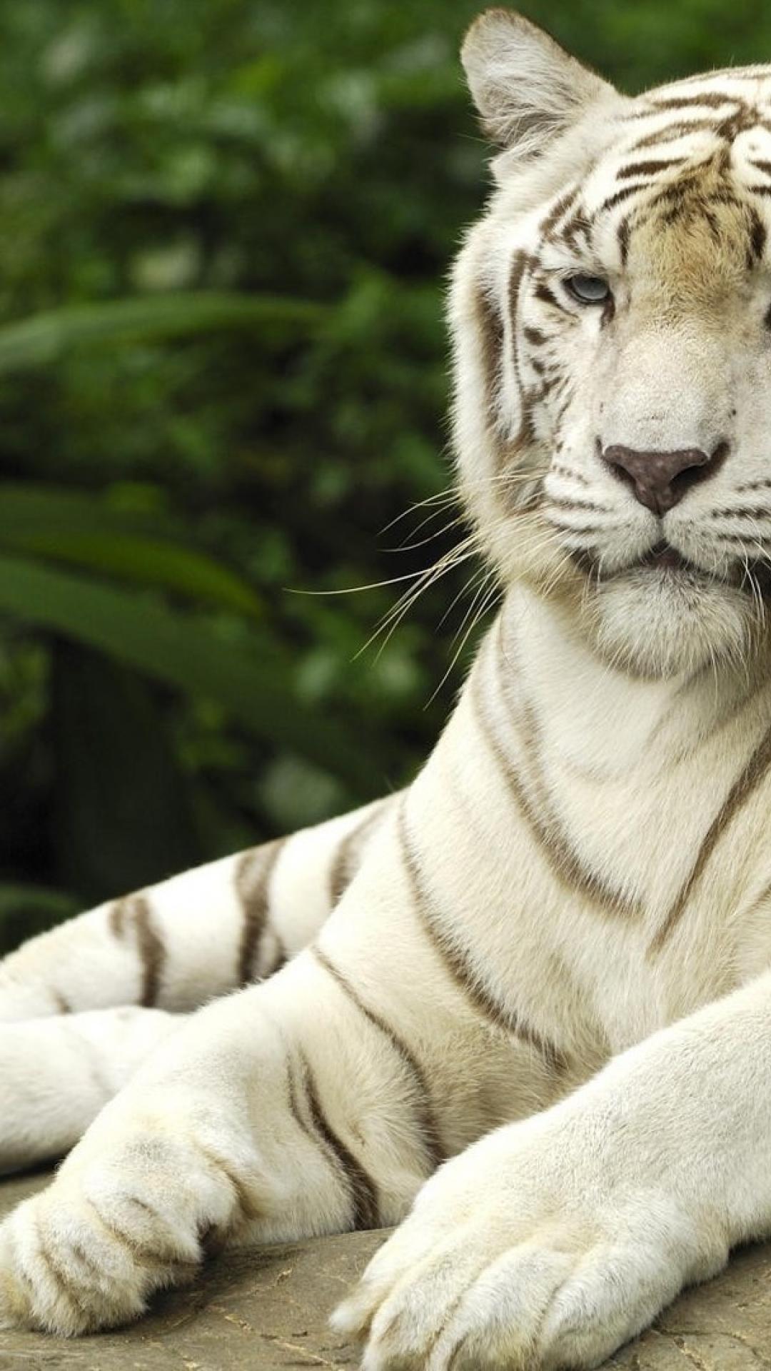 White Tiger Phone Wallpapers - Top Free White Tiger Phone Backgrounds ...