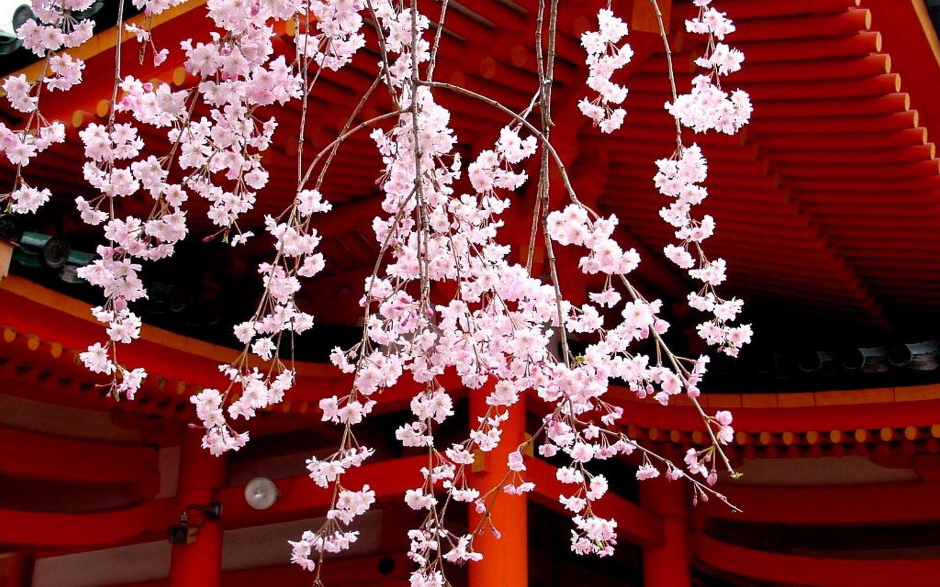 Japanese Flower Wallpapers - Top Free Japanese Flower Backgrounds ...