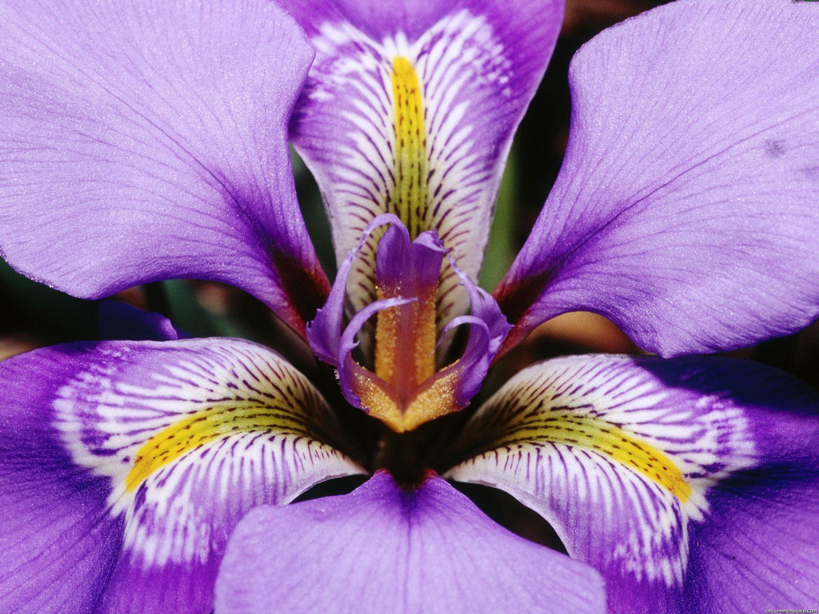 Iris Wallpapers - Top Free Iris Backgrounds - WallpaperAccess