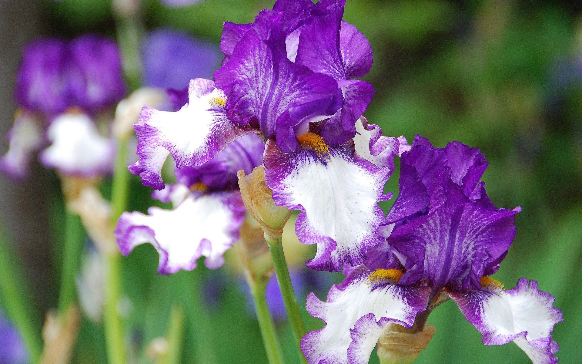 Iris Flower Wallpapers - Top Free Iris Flower Backgrounds - WallpaperAccess