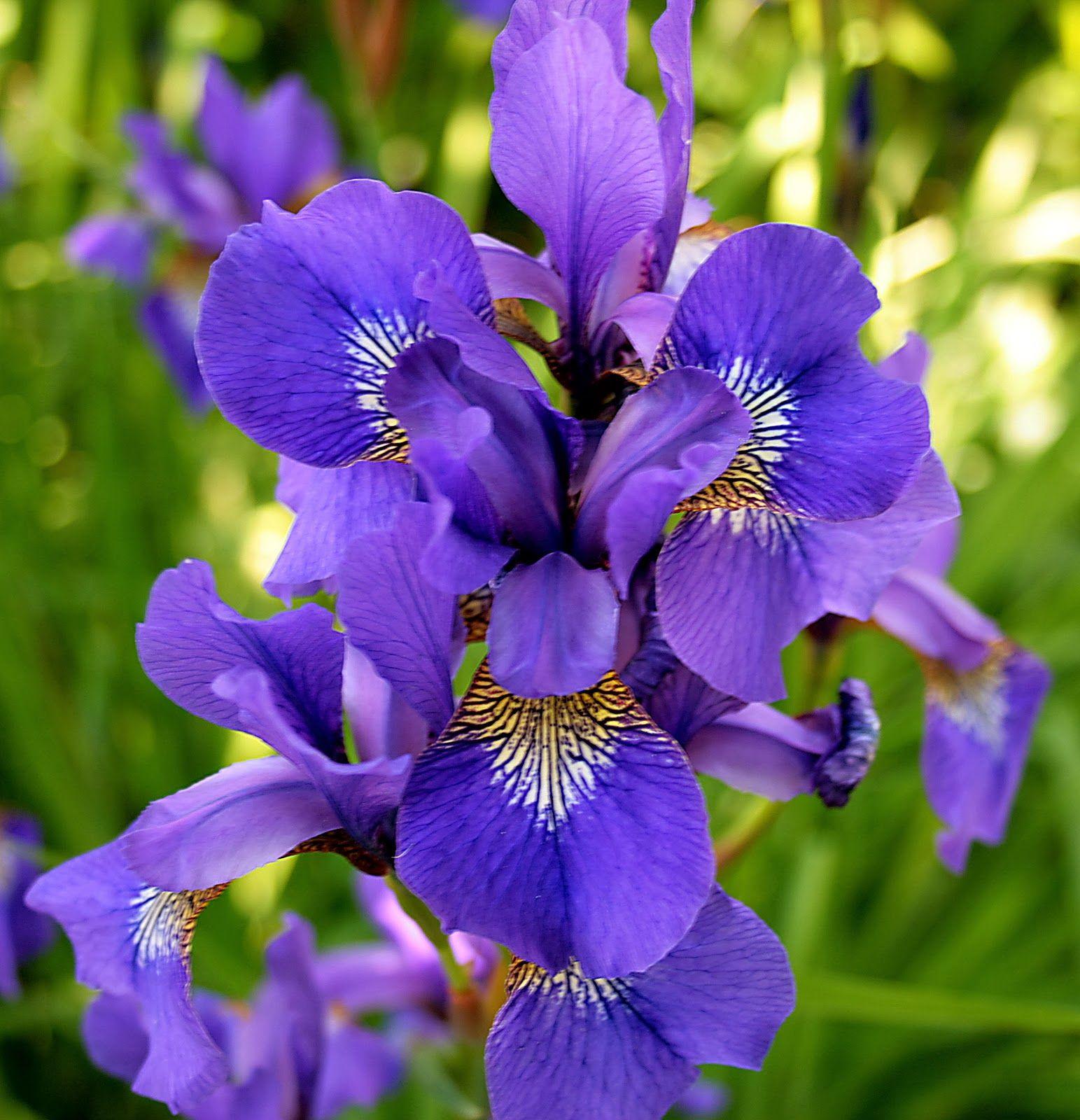 Iris Wallpapers - Top Free Iris Backgrounds - WallpaperAccess