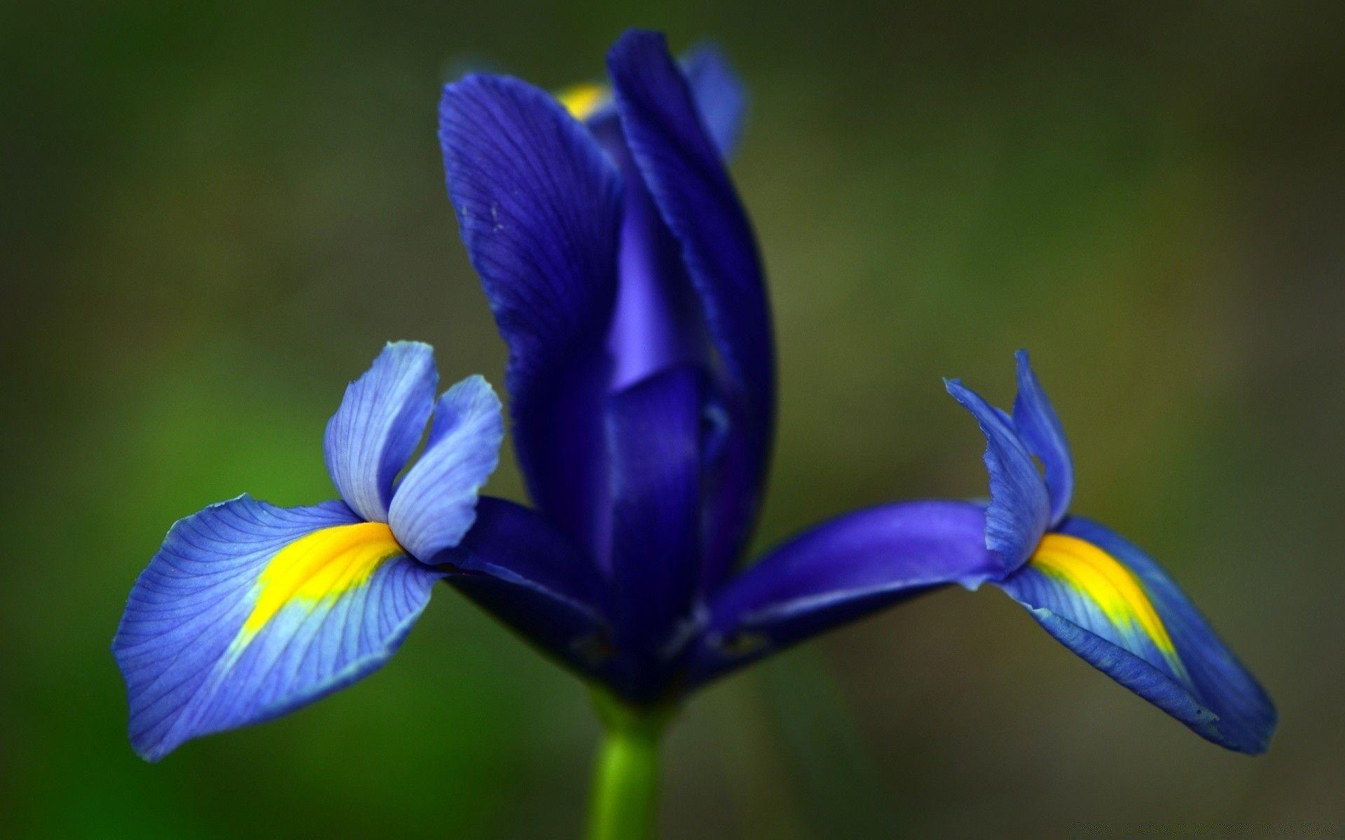 Iris Wallpapers - Top Free Iris Backgrounds - WallpaperAccess