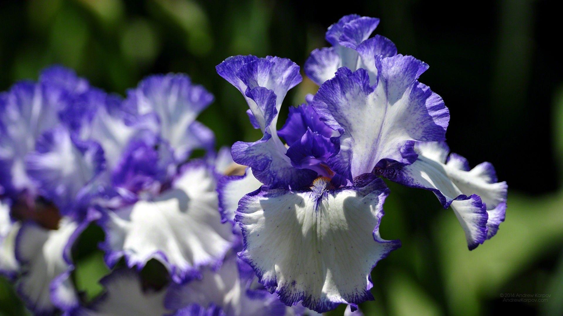 Iris Wallpapers - Top Free Iris Backgrounds - WallpaperAccess