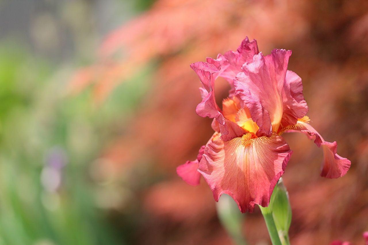 Iris Flower Wallpapers - Top Free Iris Flower Backgrounds - WallpaperAccess