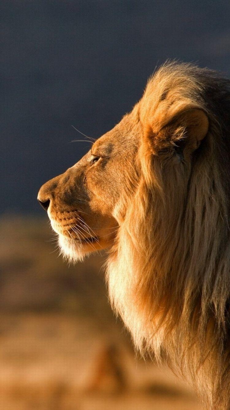 Lion For Mobile Wallpapers - Top Free Lion For Mobile Backgrounds ...