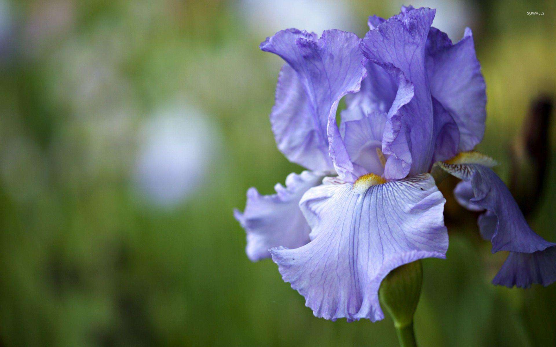 Iris Wallpapers - Top Free Iris Backgrounds - WallpaperAccess