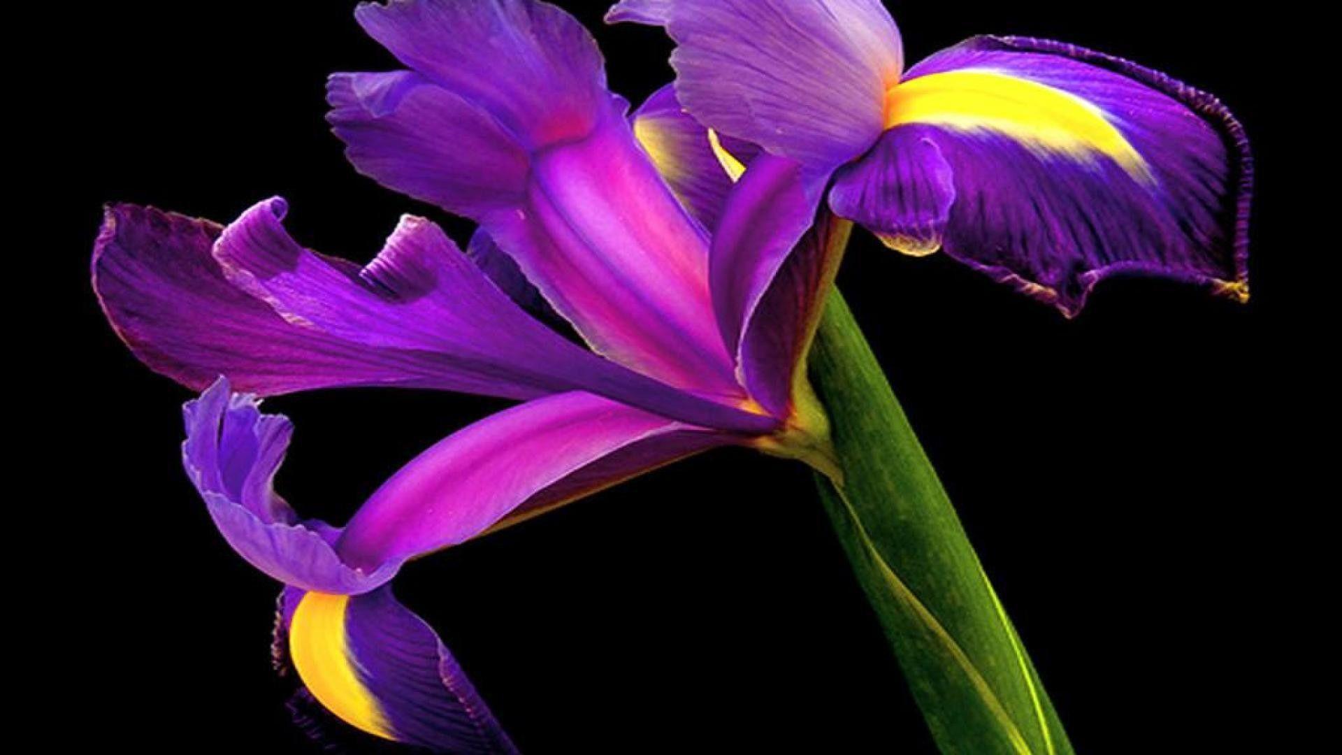 Iris Wallpapers - Top Free Iris Backgrounds - WallpaperAccess