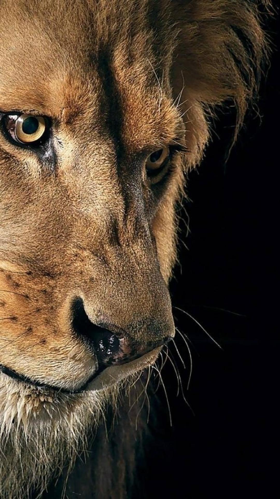 Lion HD Phone Wallpapers - Top Free Lion HD Phone Backgrounds ...