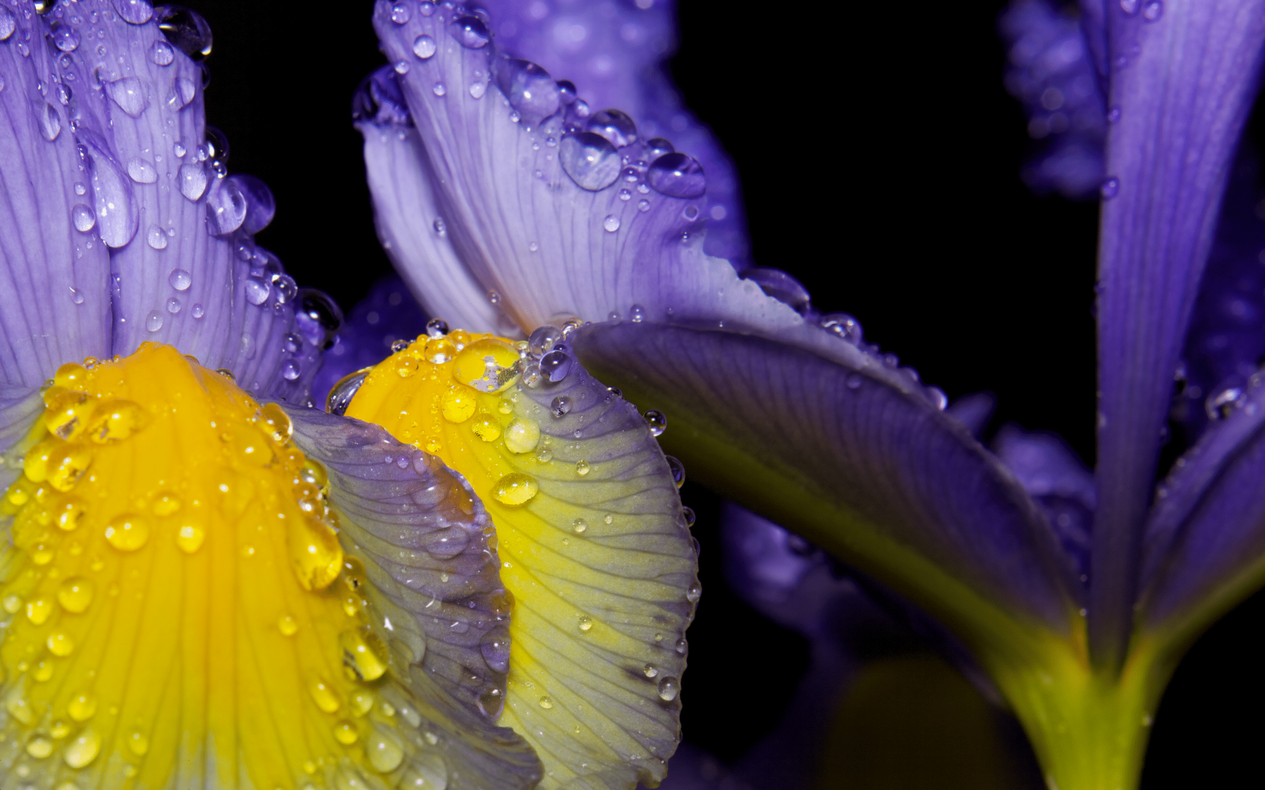 Iris Wallpapers - Top Free Iris Backgrounds - WallpaperAccess