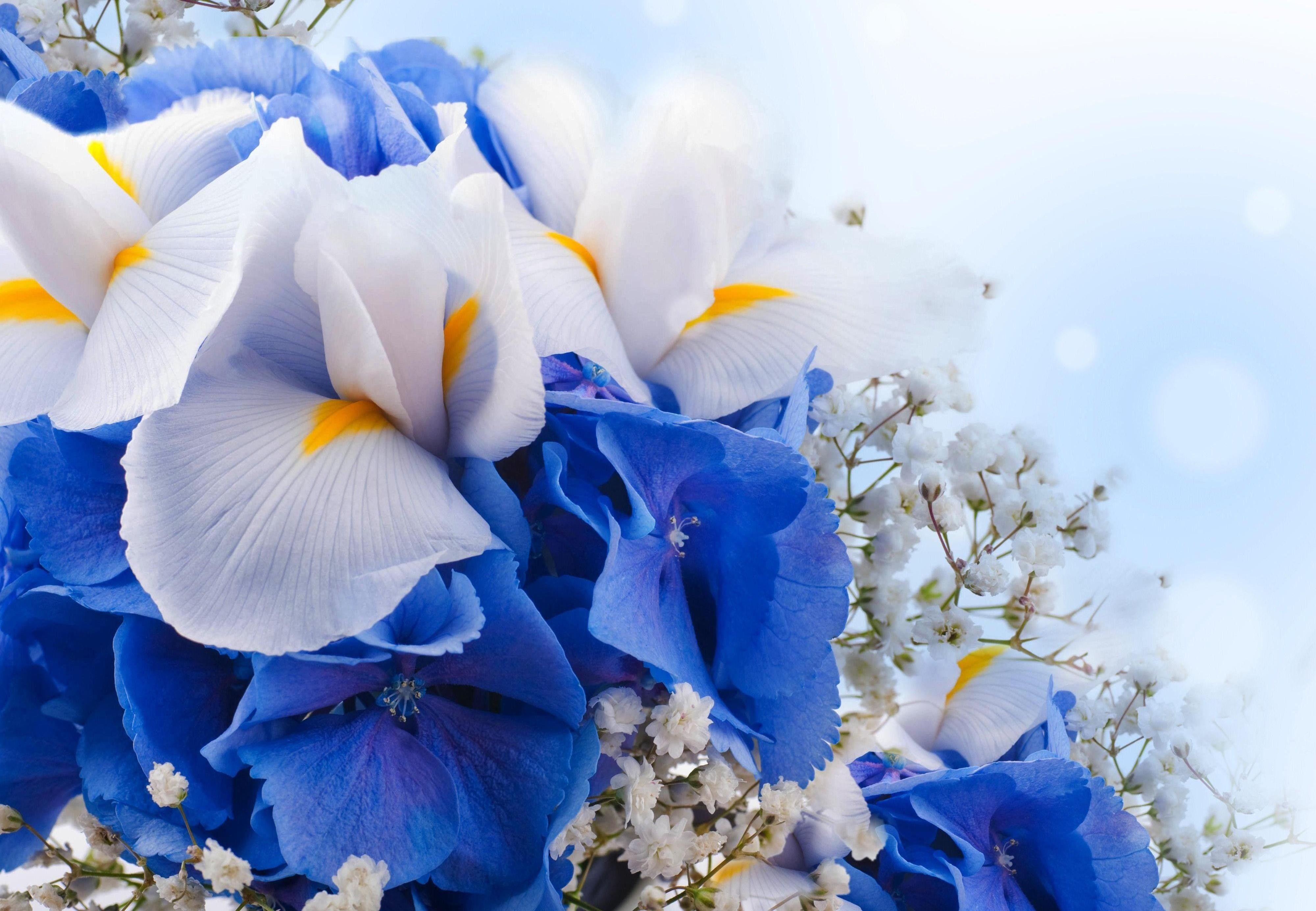 Blue and White Flower Wallpapers - Top Free Blue and White Flower ...