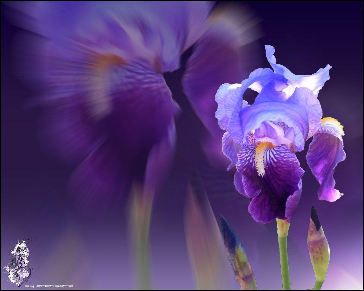 Iris Wallpapers - Top Free Iris Backgrounds - WallpaperAccess