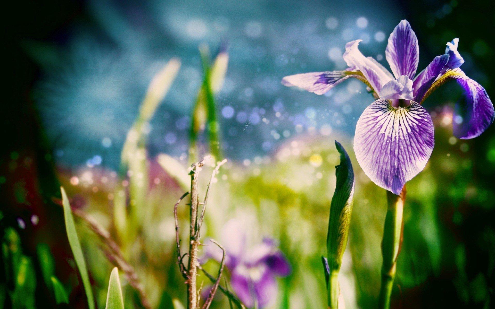 Iris Wallpapers - Top Free Iris Backgrounds - WallpaperAccess