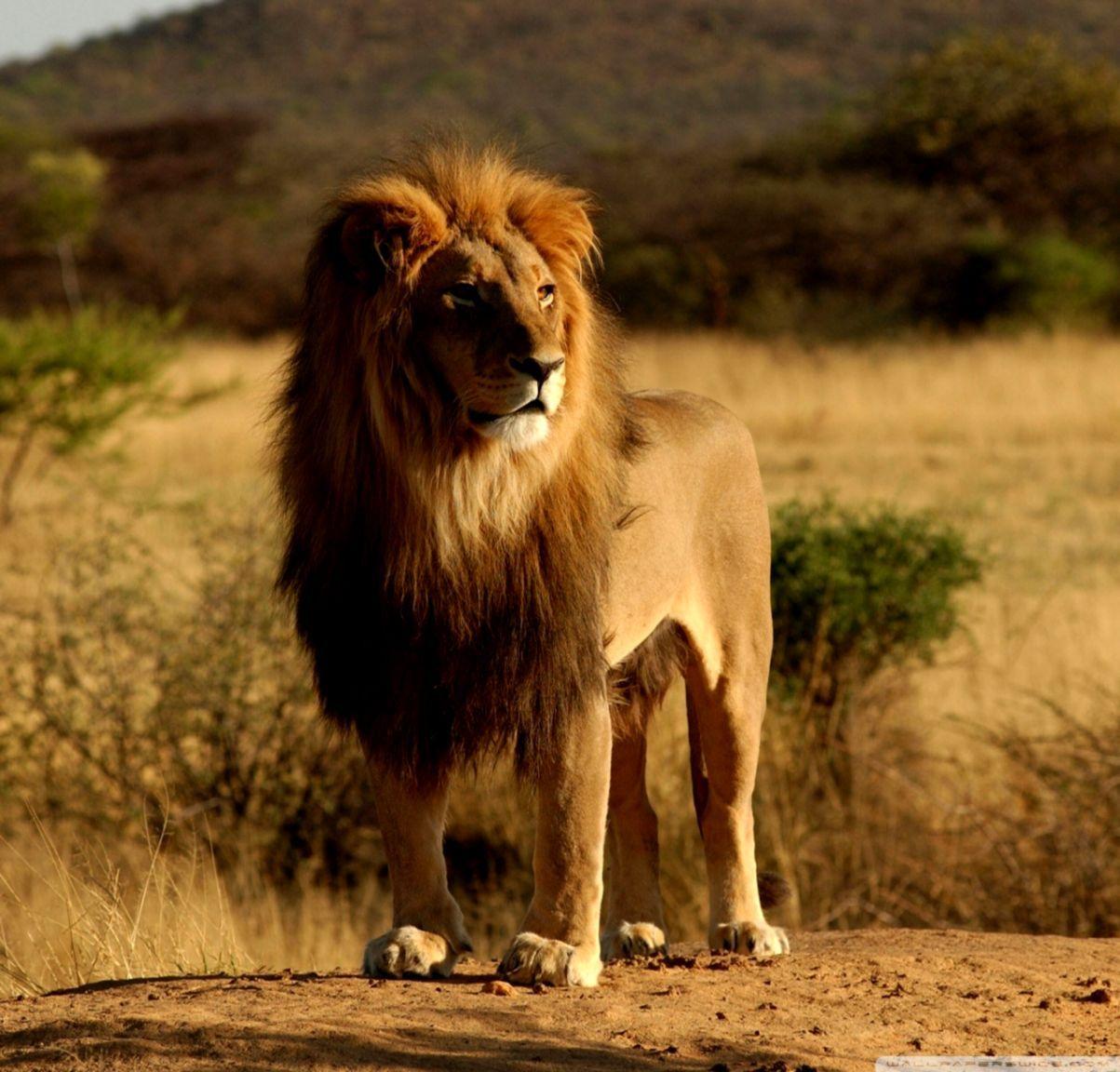 Male Lion Wallpapers - Top Free Male Lion Backgrounds - WallpaperAccess