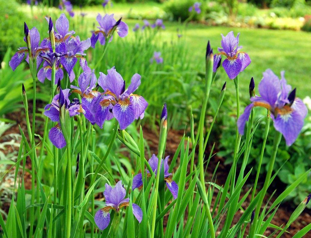 Iris Wallpapers - Top Free Iris Backgrounds - WallpaperAccess