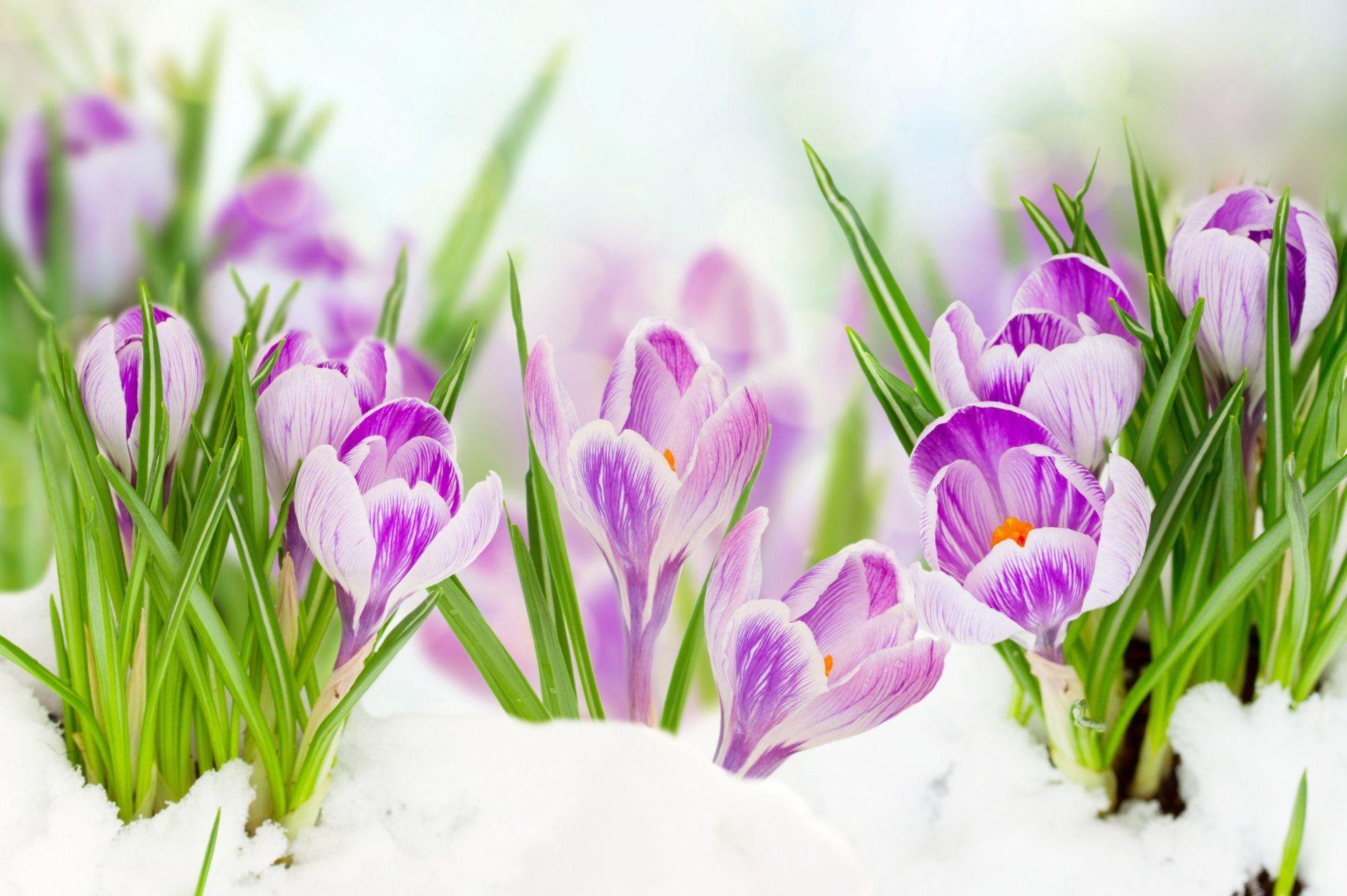 Crocus Wallpapers - Top Free Crocus Backgrounds - WallpaperAccess