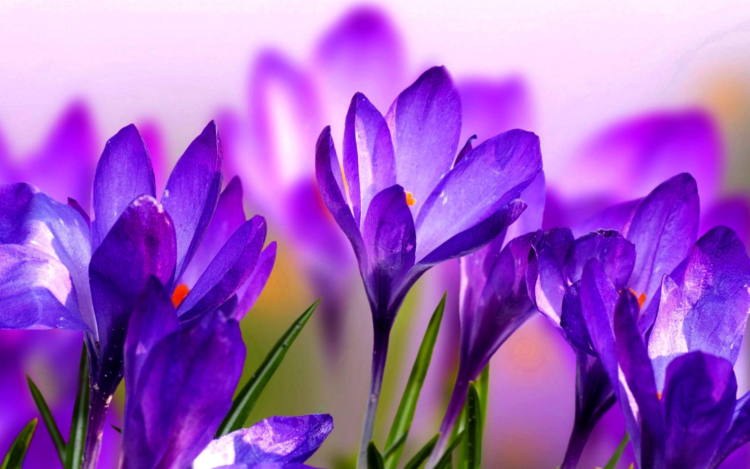 Crocus Wallpapers - Top Free Crocus Backgrounds - WallpaperAccess