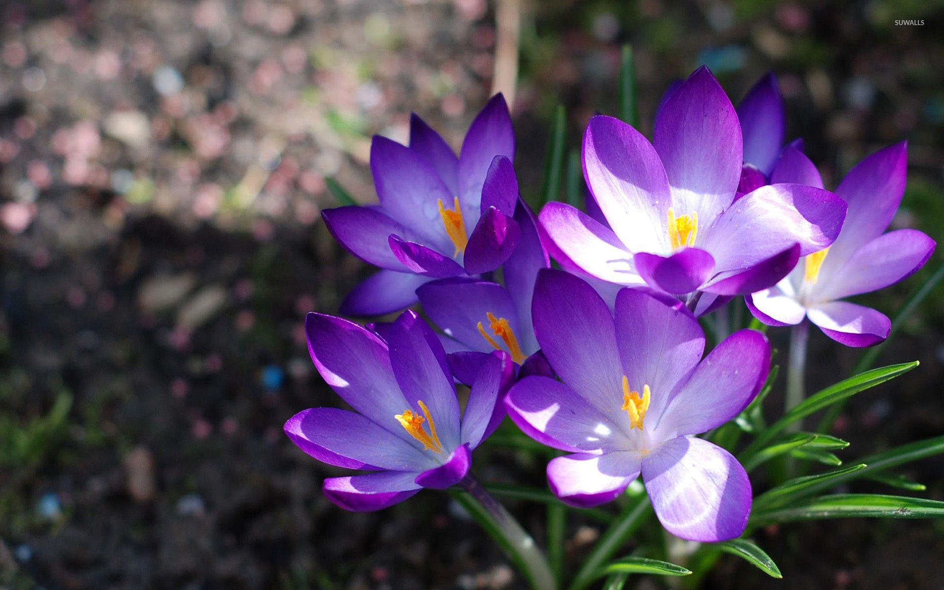 Crocus Wallpapers - Top Free Crocus Backgrounds - WallpaperAccess