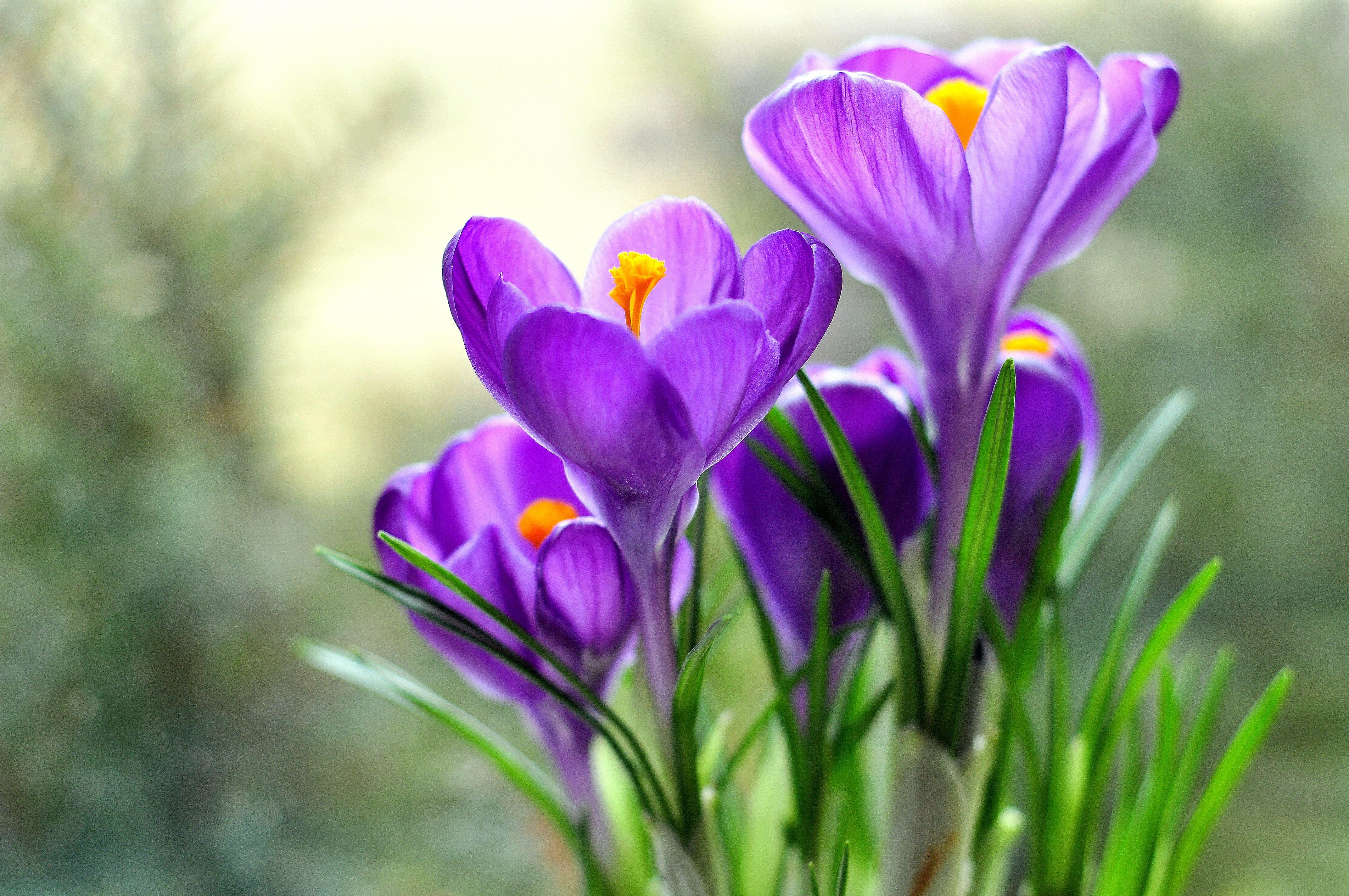 Crocus Wallpapers - Top Free Crocus Backgrounds - WallpaperAccess
