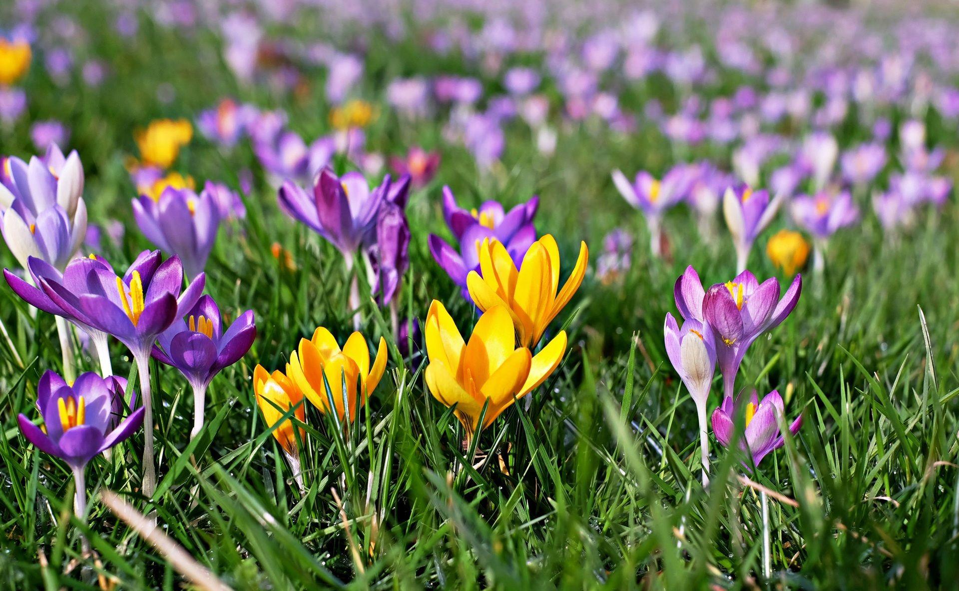 Crocus Wallpapers - Top Free Crocus Backgrounds - WallpaperAccess