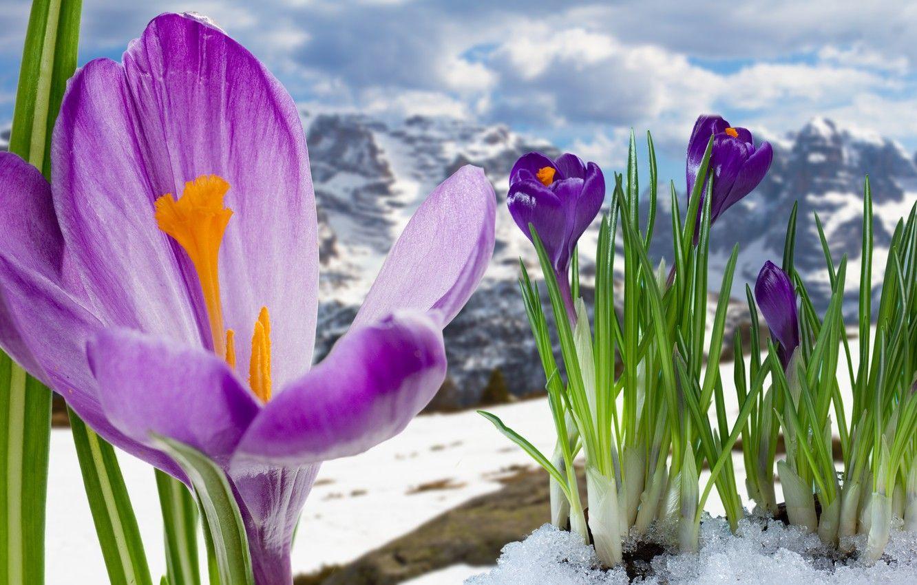 Crocus Wallpapers - Top Free Crocus Backgrounds - WallpaperAccess