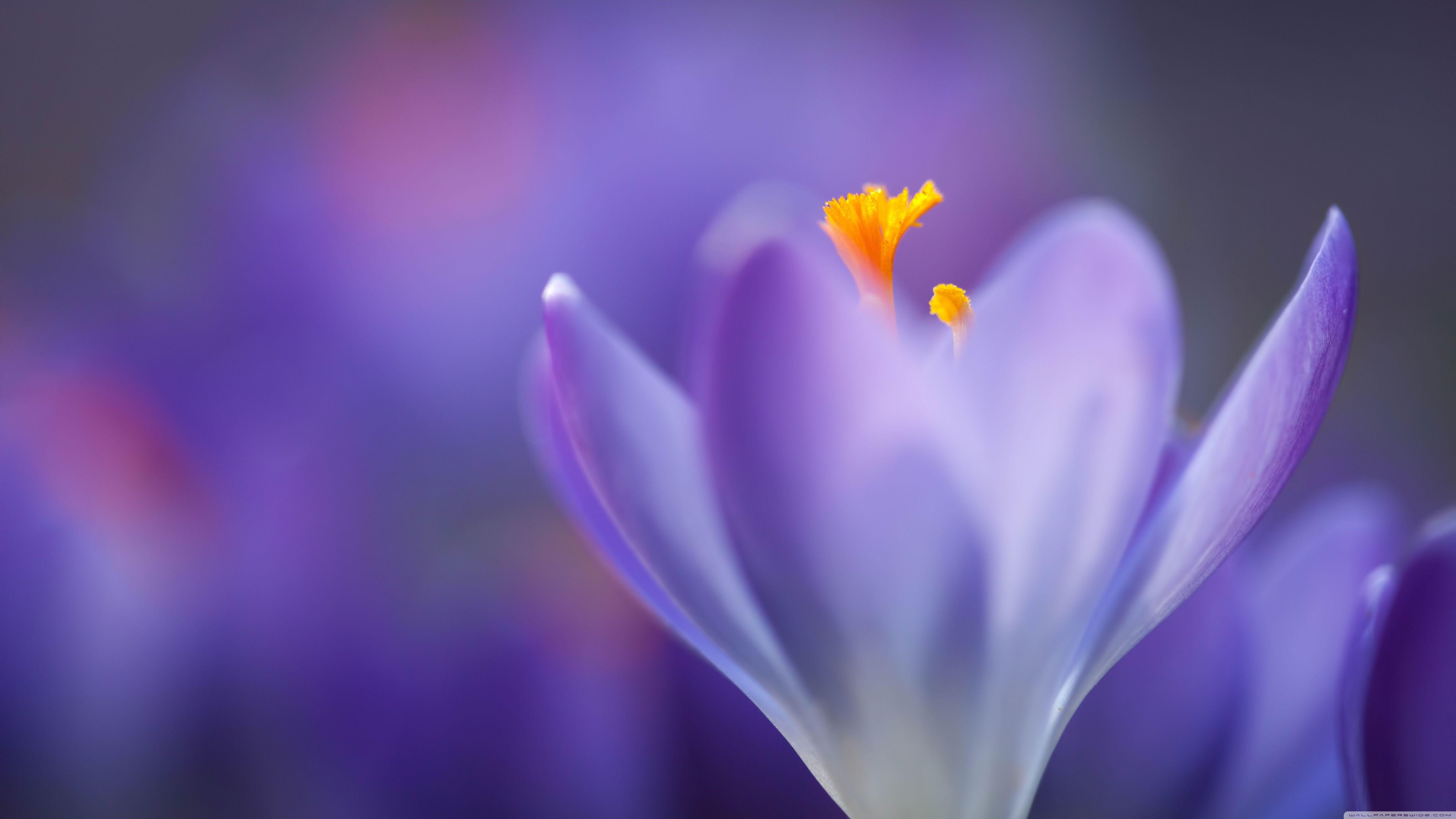 Crocus Wallpapers - Top Free Crocus Backgrounds - WallpaperAccess