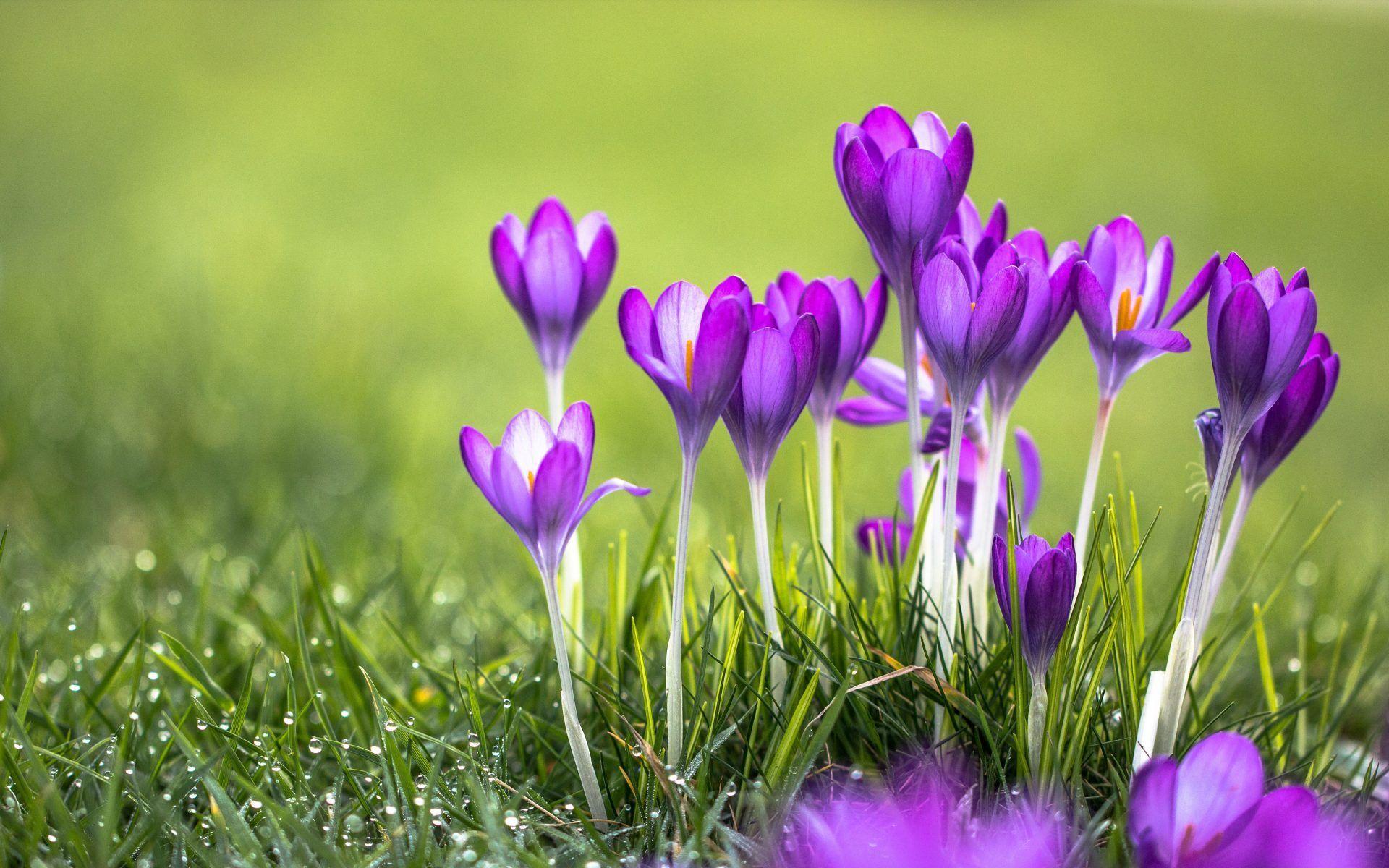 Crocus Wallpapers - Top Free Crocus Backgrounds - WallpaperAccess