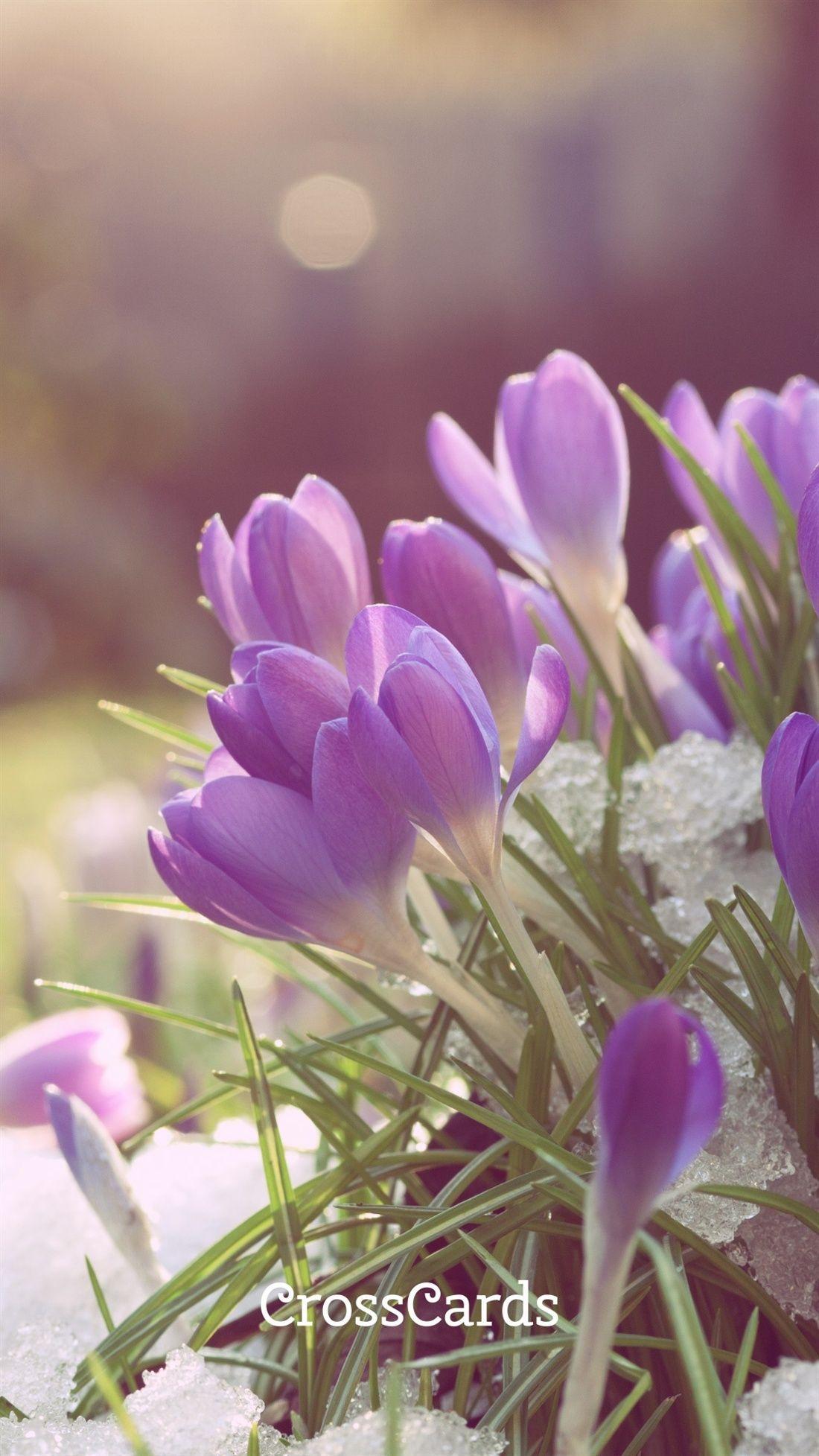 Crocus Wallpapers - Top Free Crocus Backgrounds - WallpaperAccess