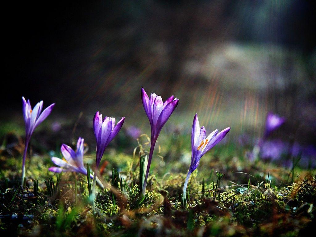 Crocus Wallpapers - Top Free Crocus Backgrounds - WallpaperAccess