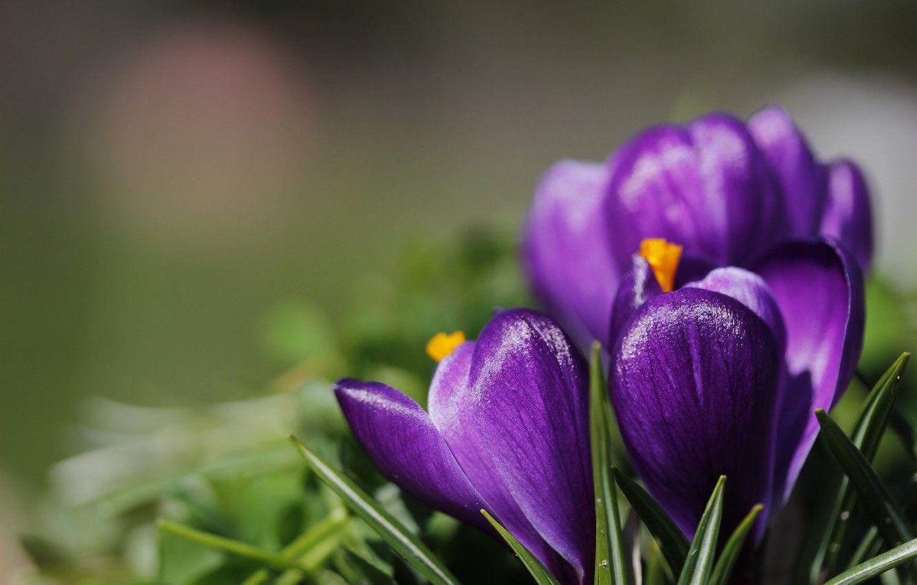 Crocus Wallpapers - Top Free Crocus Backgrounds - WallpaperAccess