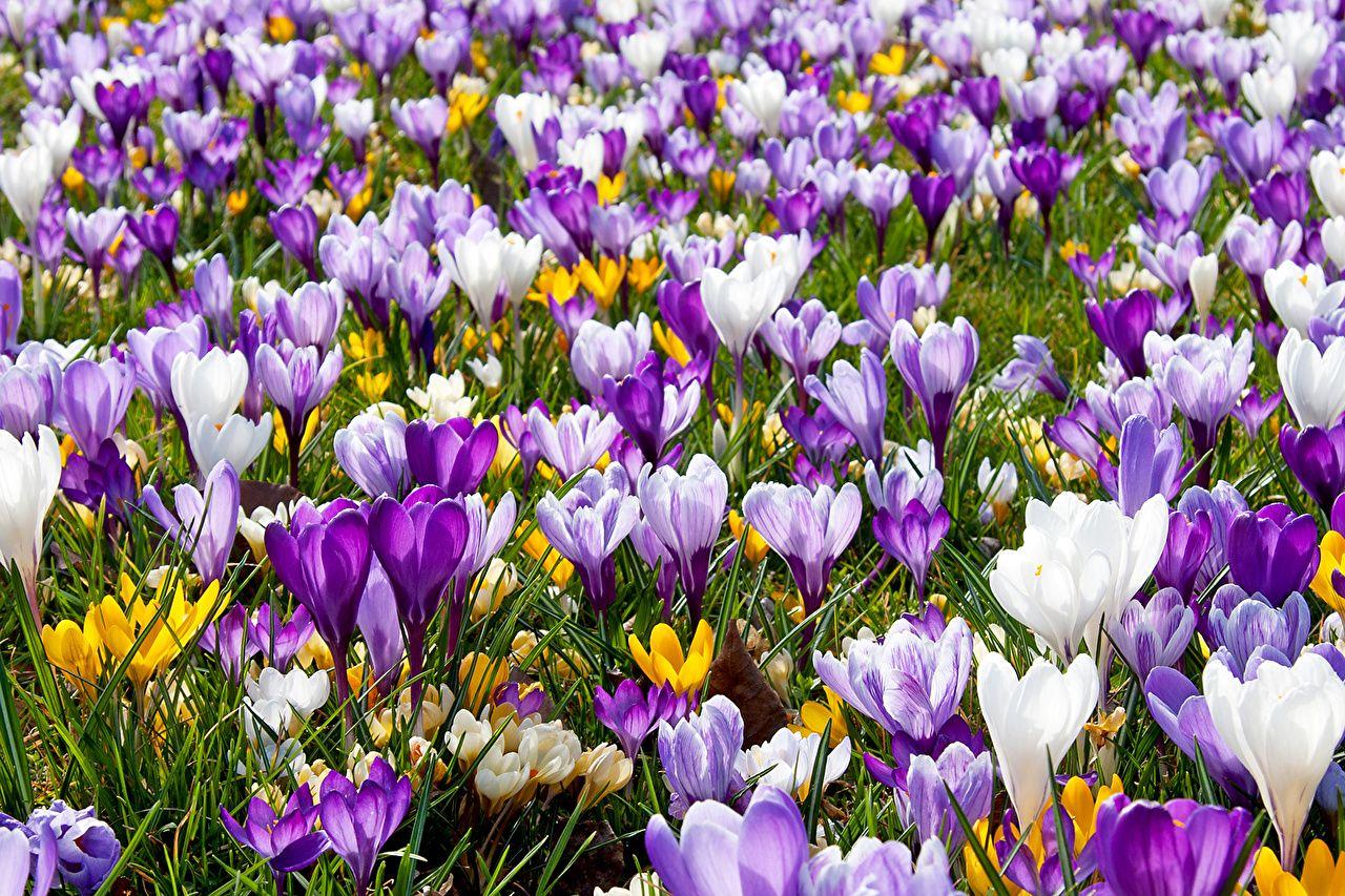 Crocus Wallpapers - Top Free Crocus Backgrounds - WallpaperAccess