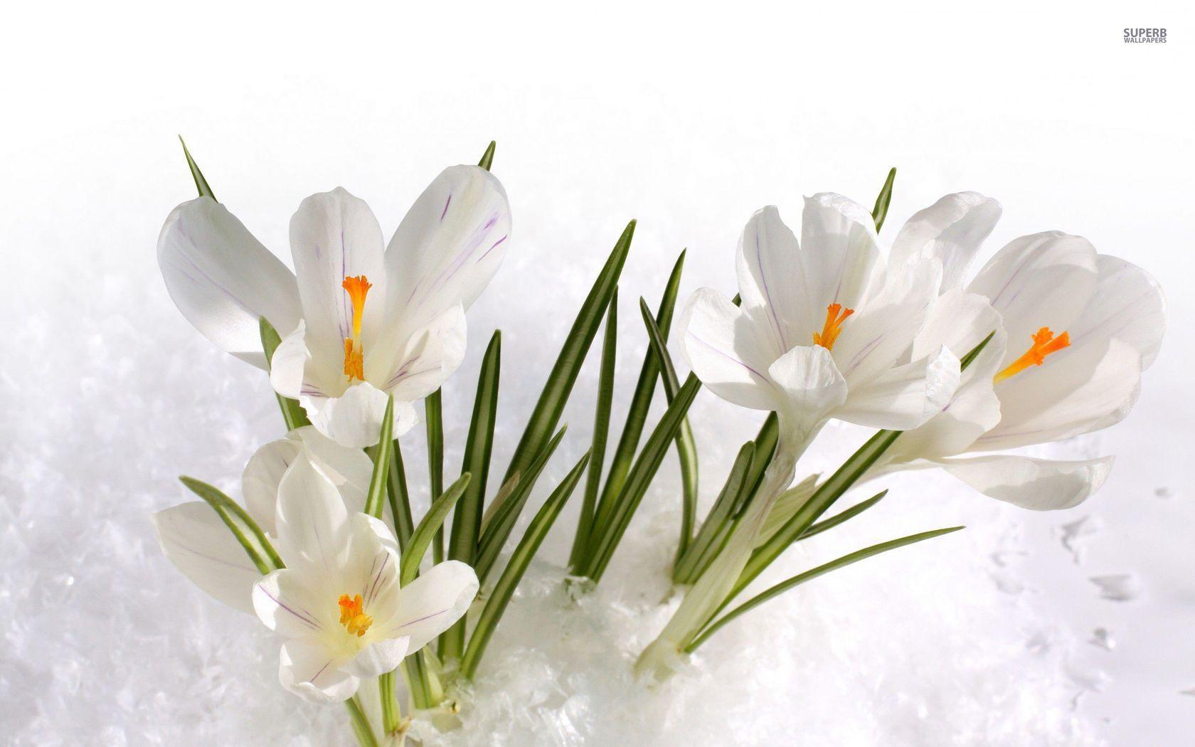 Crocus Wallpapers - Top Free Crocus Backgrounds - WallpaperAccess