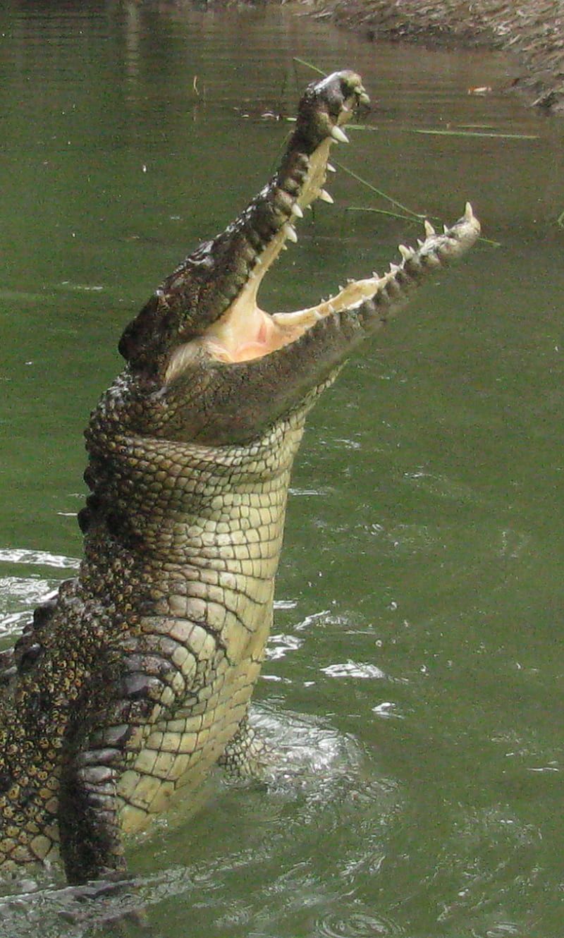 Caiman Wallpapers - Top Free Caiman Backgrounds - WallpaperAccess