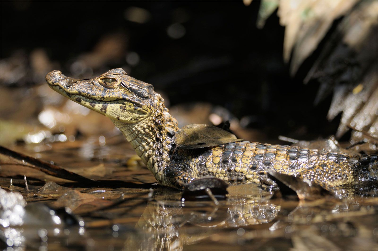 Caiman Wallpapers - Top Free Caiman Backgrounds - WallpaperAccess