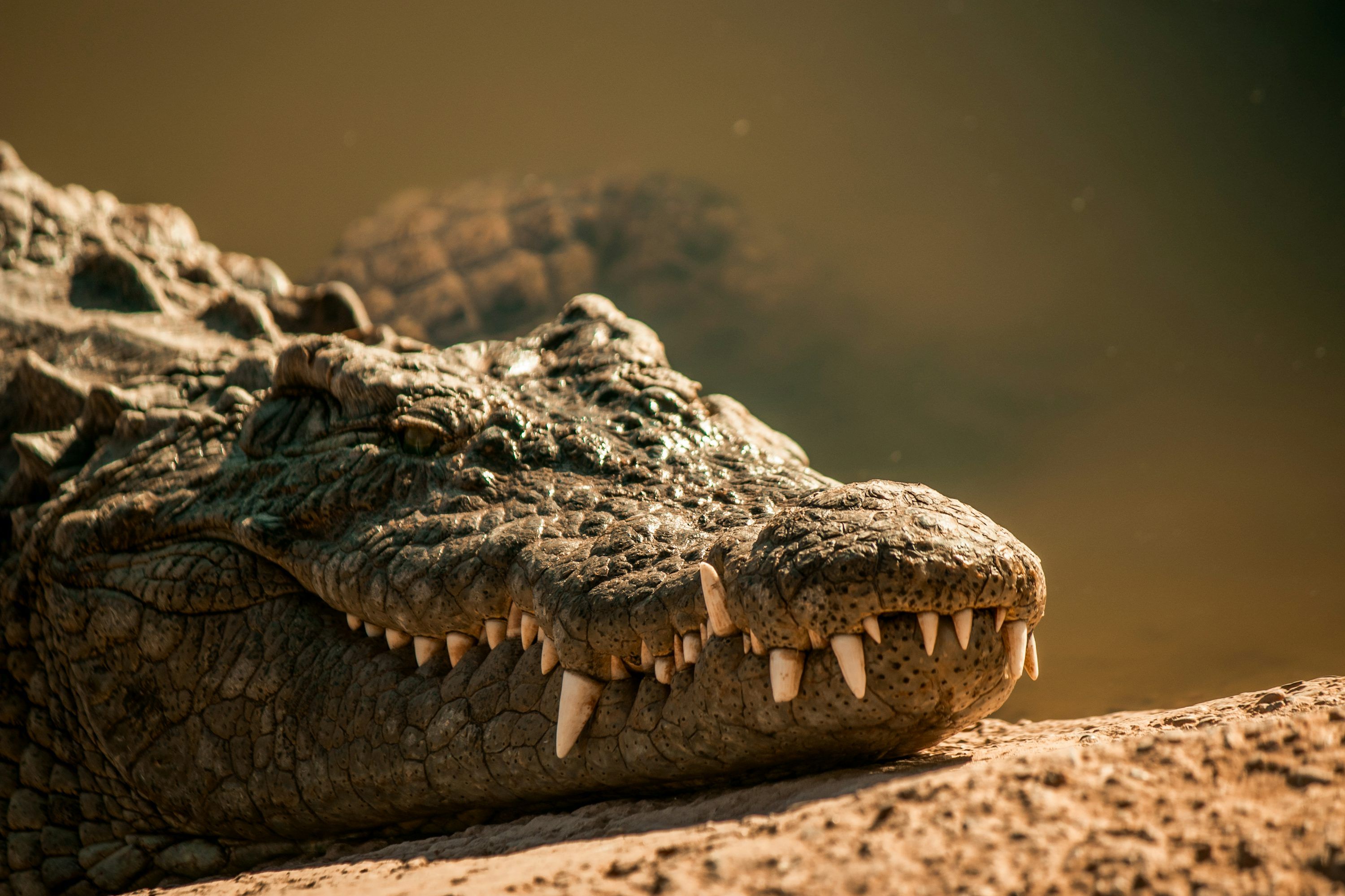 Caiman Wallpapers - Top Free Caiman Backgrounds - WallpaperAccess
