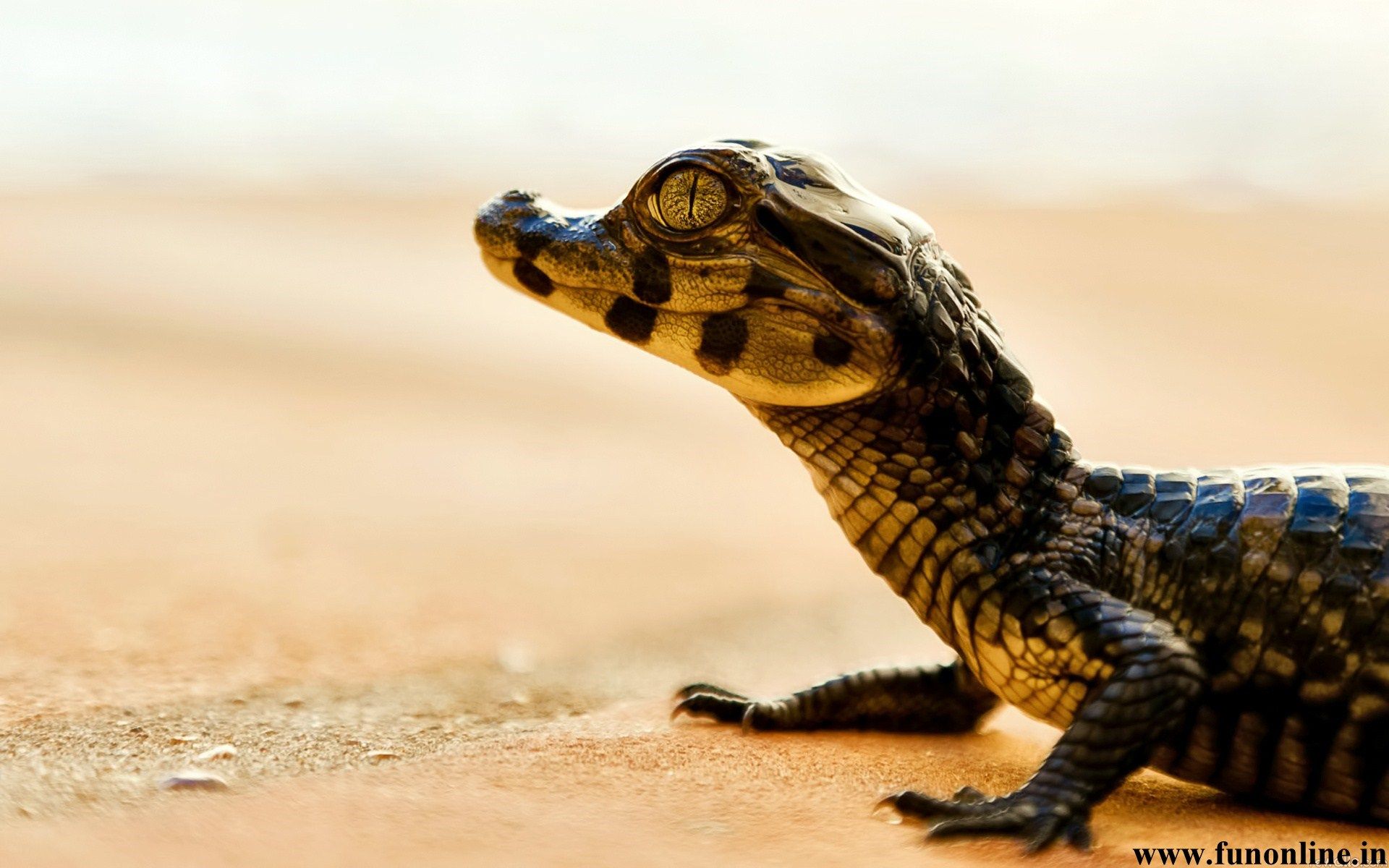 Caiman Wallpapers - Top Free Caiman Backgrounds - WallpaperAccess
