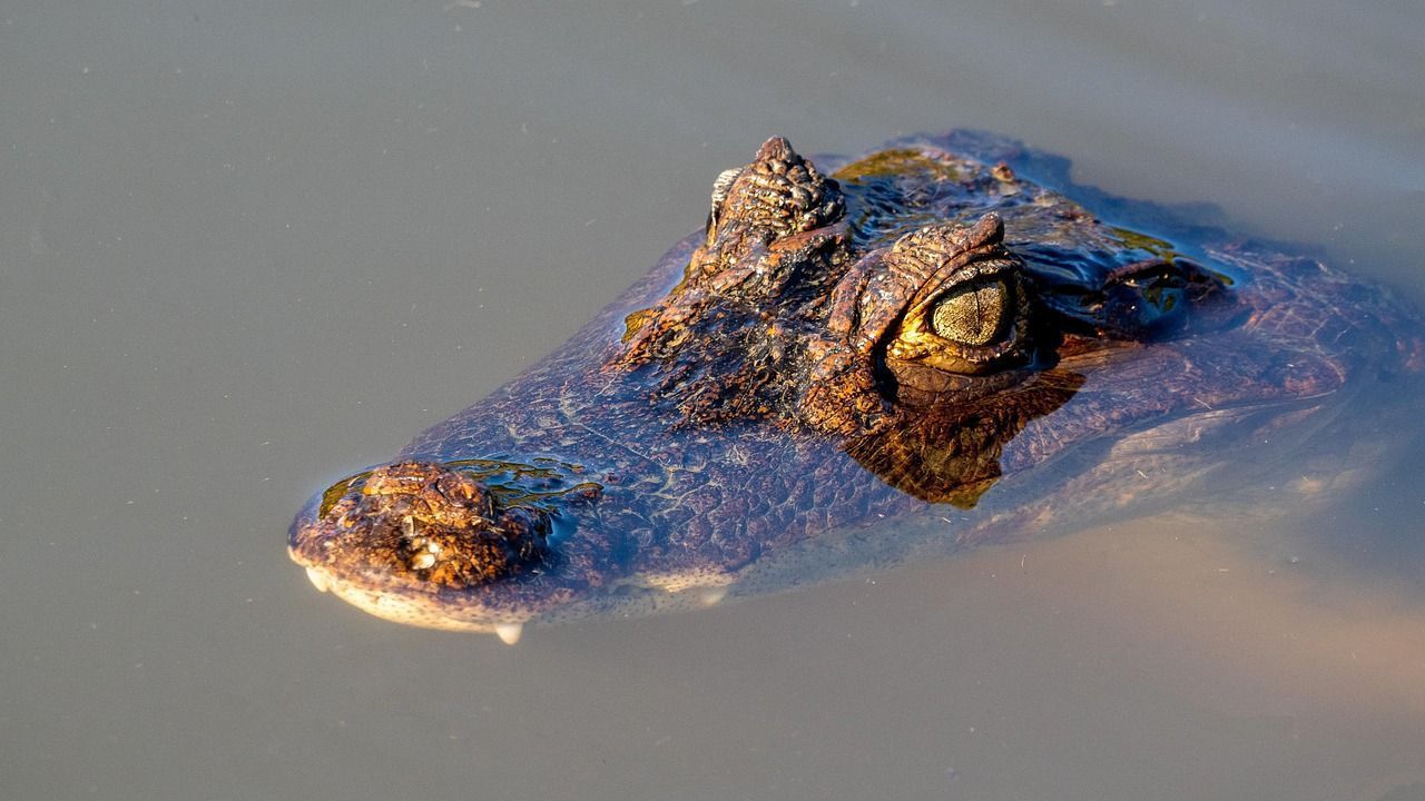 Caiman Wallpapers - Top Free Caiman Backgrounds - WallpaperAccess
