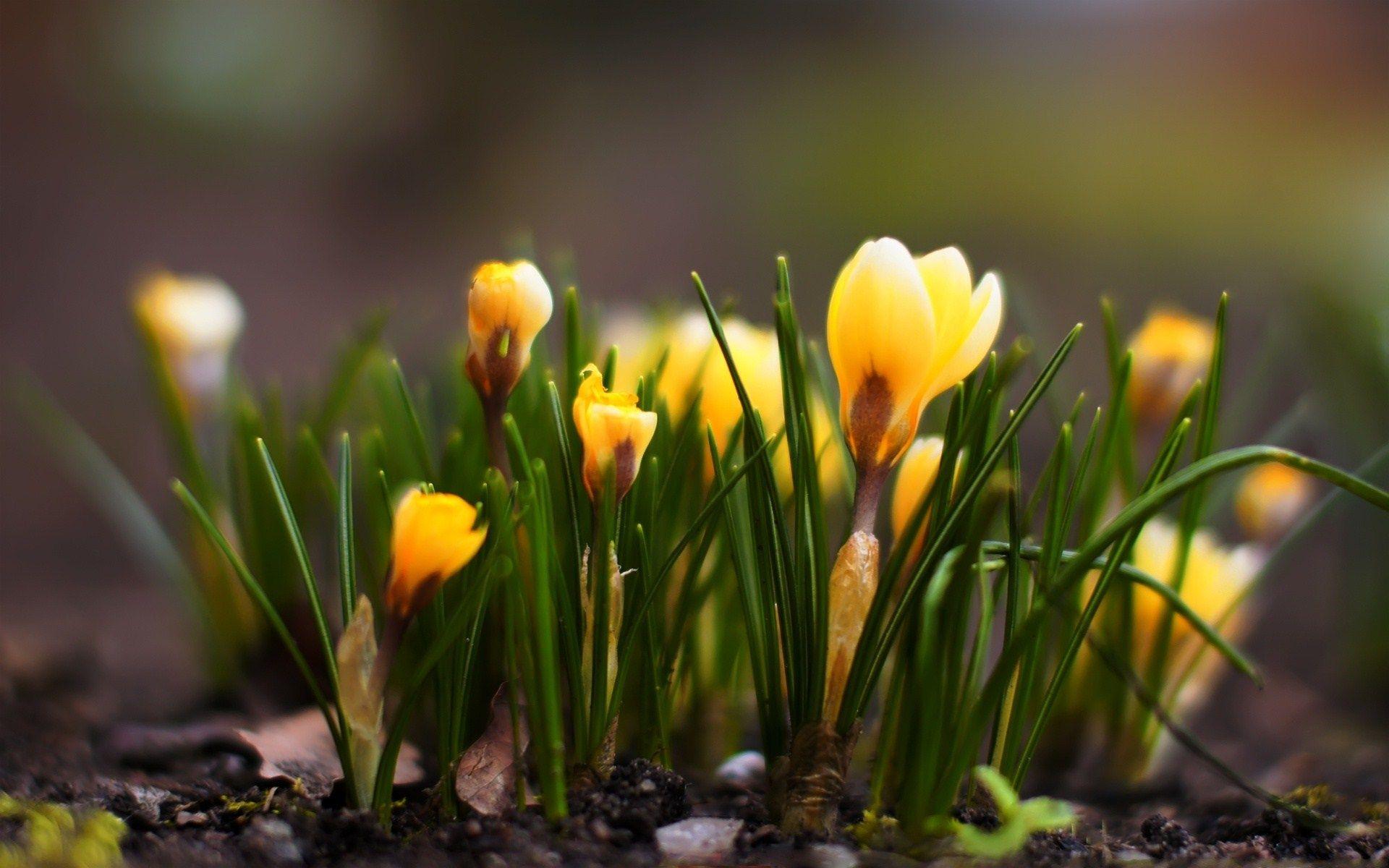 Crocus Wallpapers - Top Free Crocus Backgrounds - WallpaperAccess